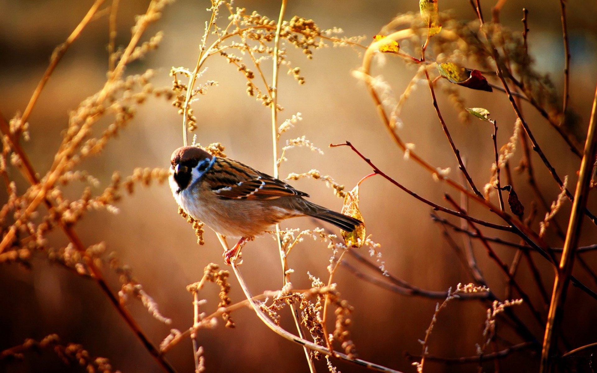 Download Animal Sparrow HD Wallpaper