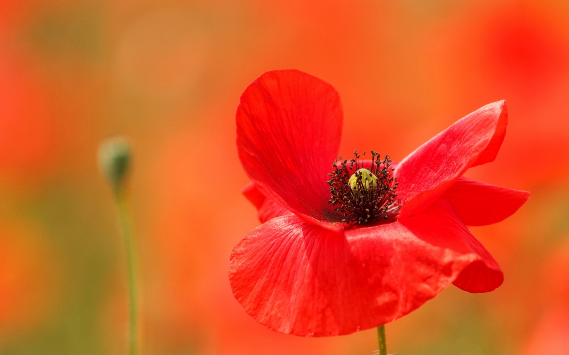 Stunning Red Poppy: A Captivating HD Wallpaper | 2880x1800 | Wallpaper ...
