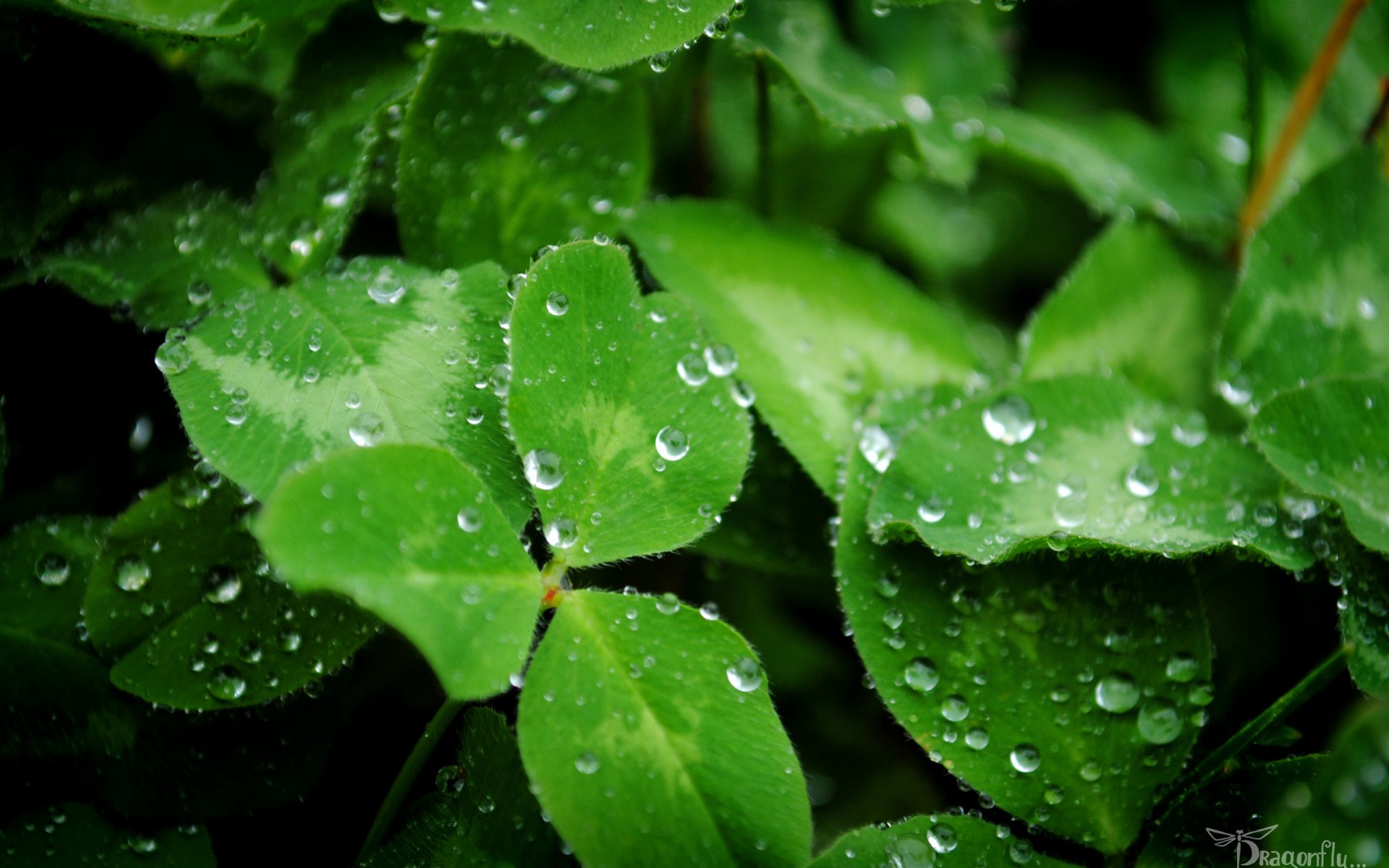 Nature’s Essence: HD Leaf Drops Wallpaper