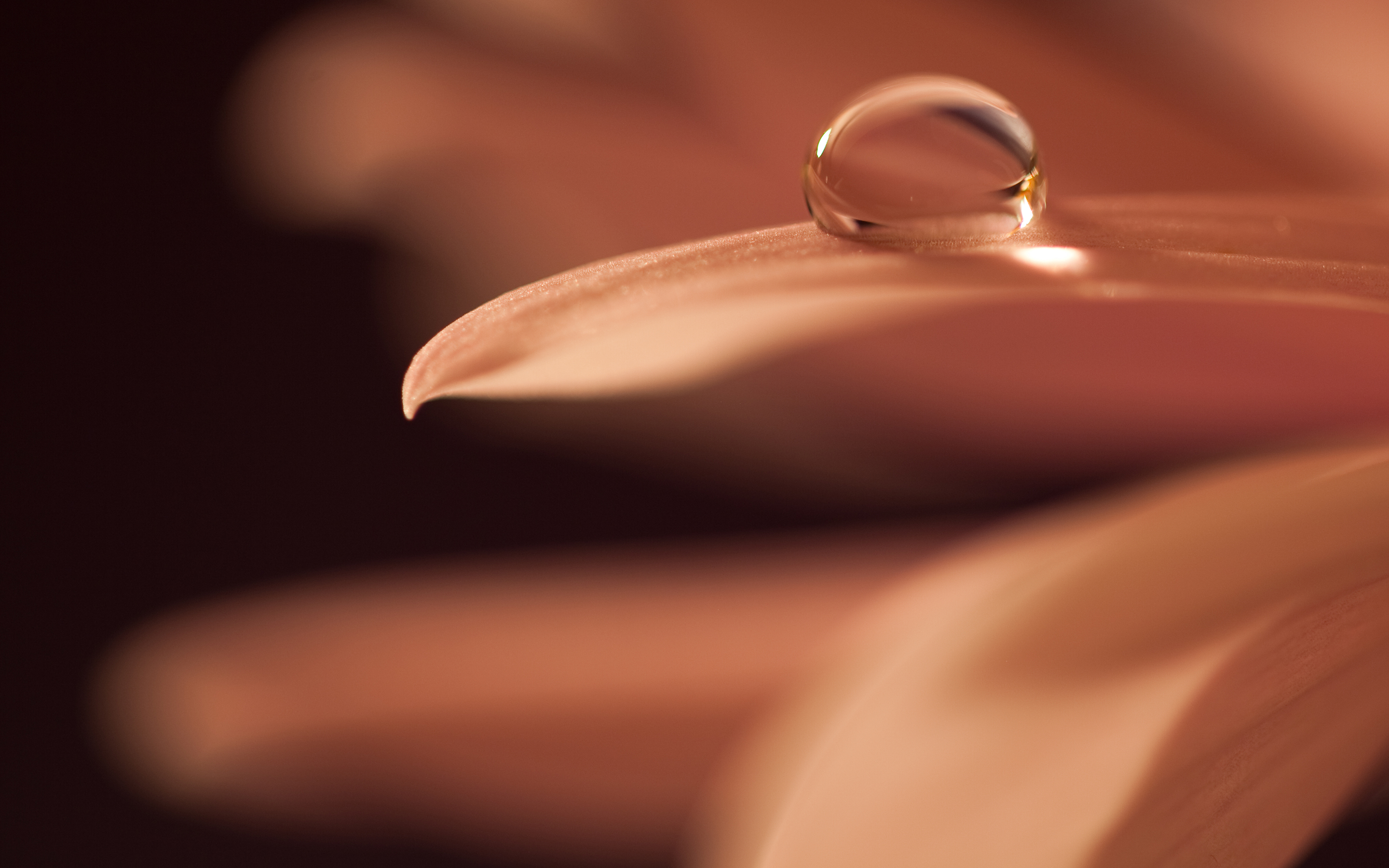 Download Nature Water Drop HD Wallpaper