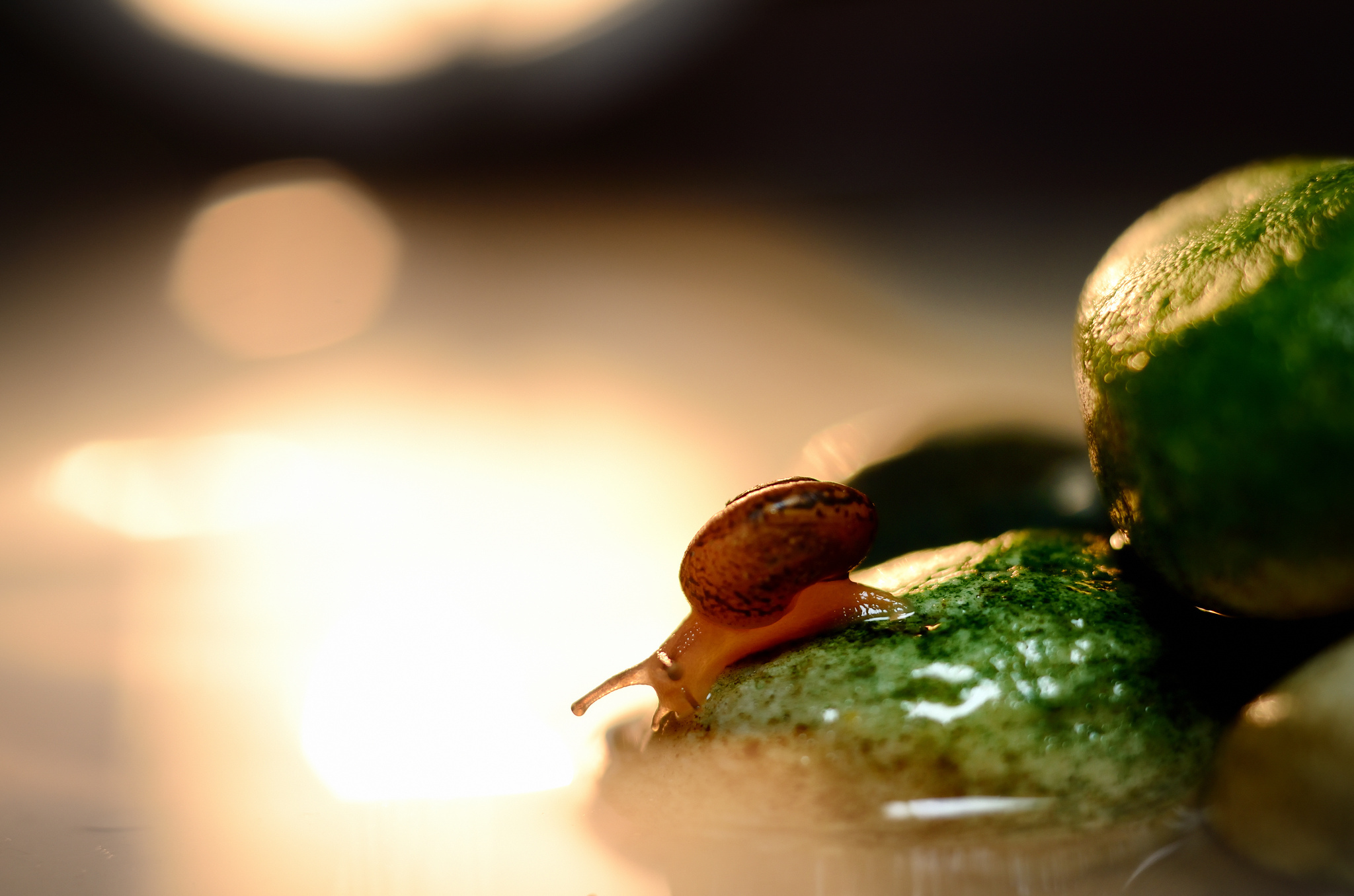 Download Animal Snail HD Wallpaper