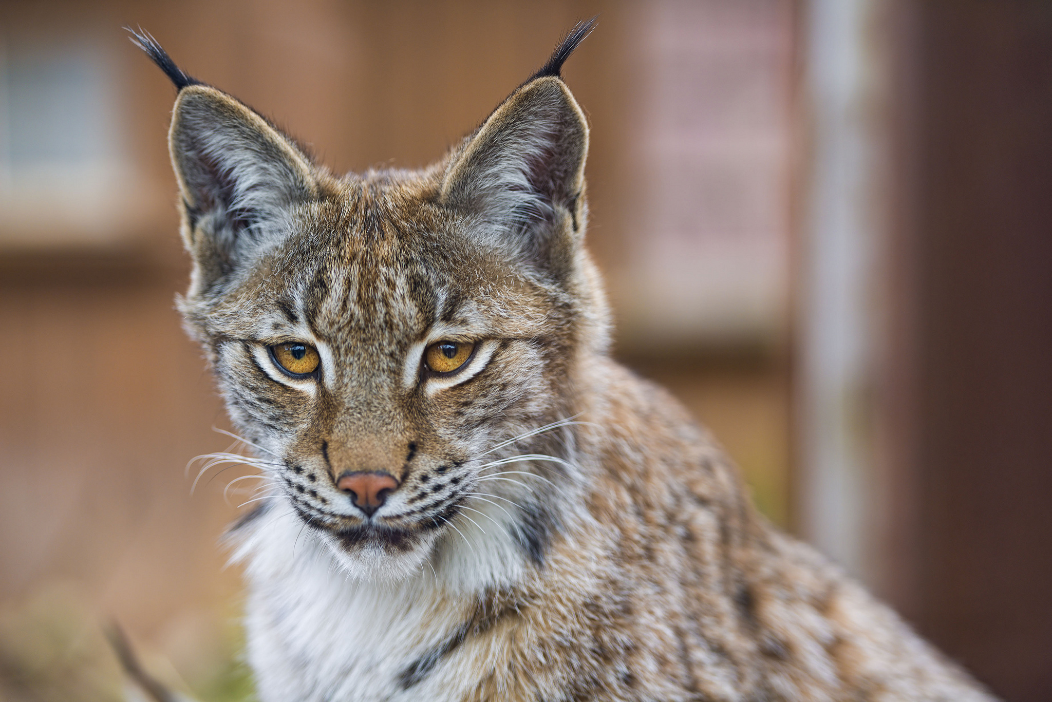 Download Animal Lynx HD Wallpaper