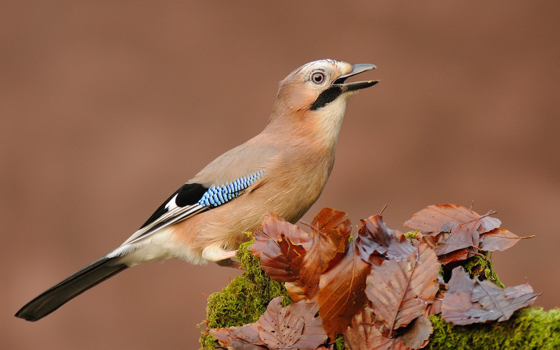 Eurasian Jay: Stunning HD Wallpaper of Nature's Beauty