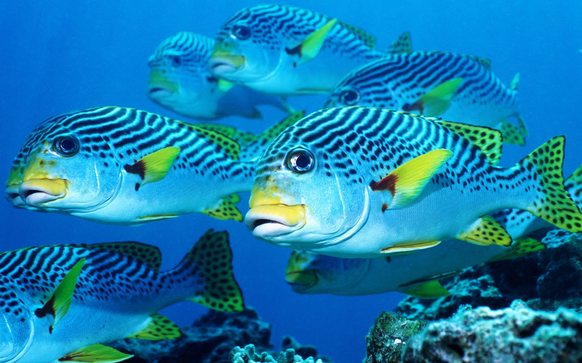 Sweetlips Fish HD Wallpaper