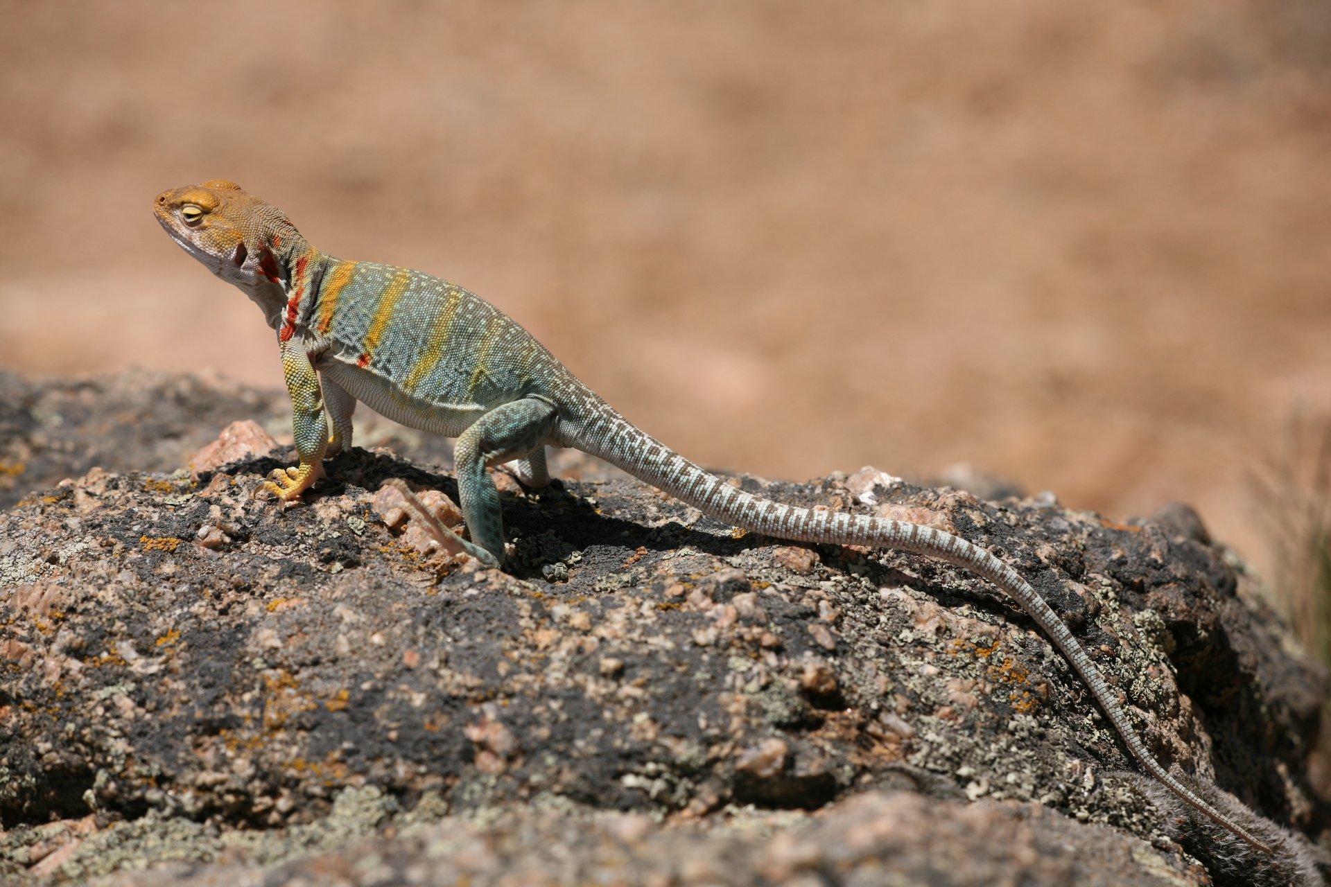 Download Reptile Lizard Animal Collared Lizard 4k Ultra HD Wallpaper