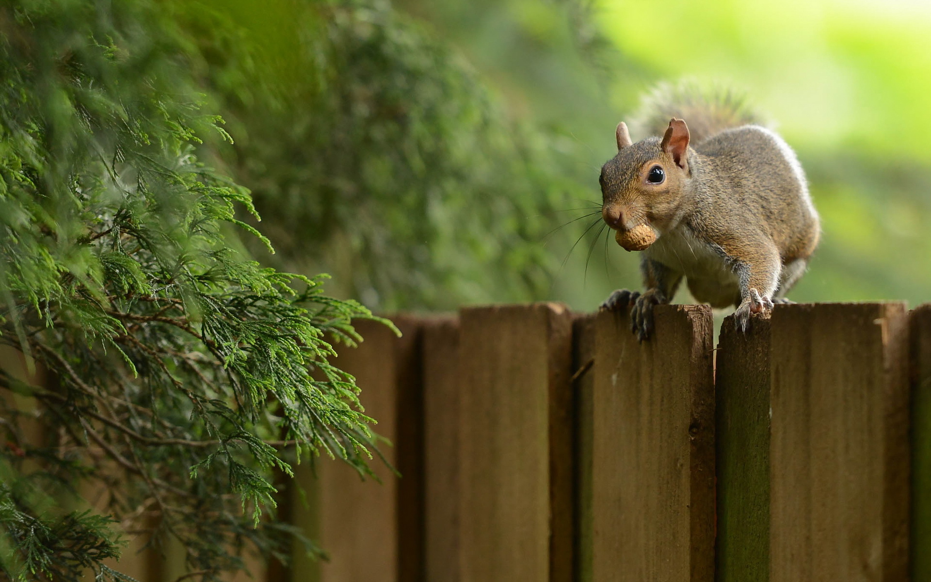 Animals Squirrel Wallpapers Hd