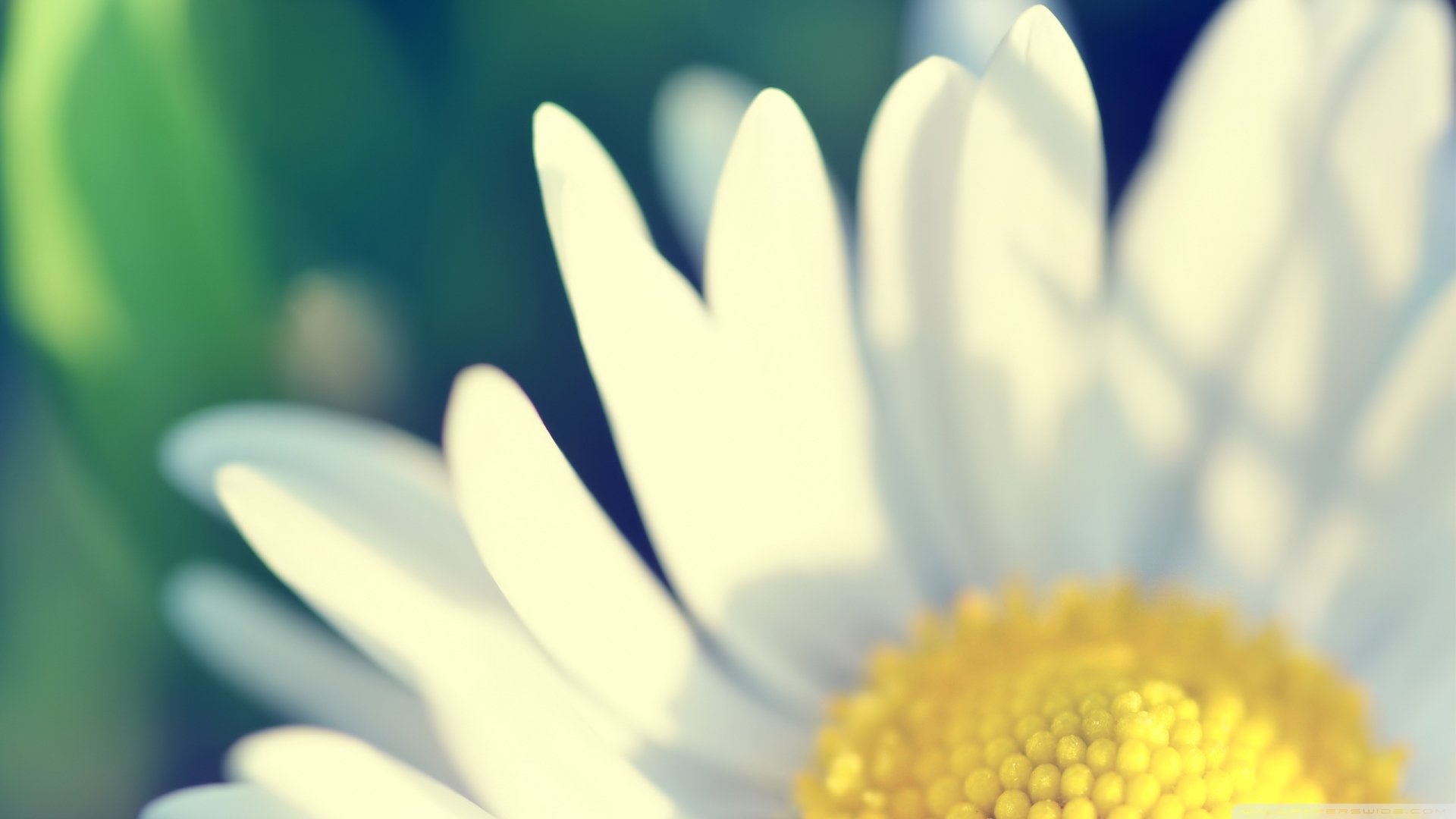 HD Daisy Blossom: Nature’s Pure Elegance Wallpaper