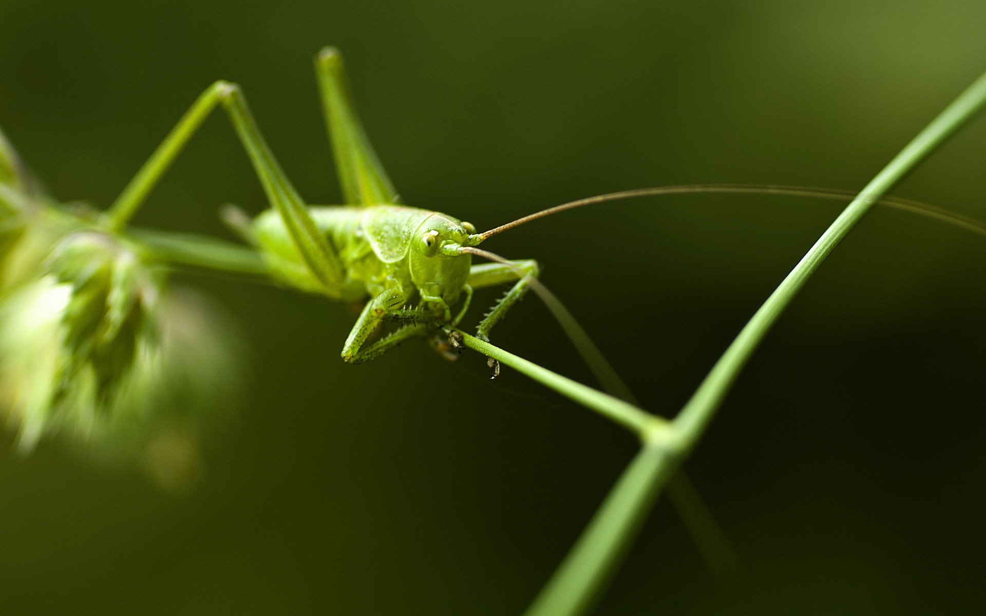 Download Animal Grasshopper HD Wallpaper