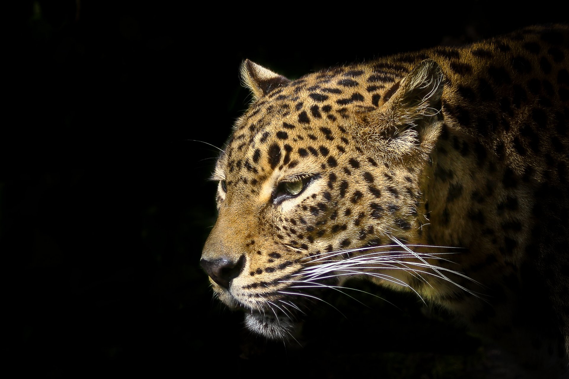 Stunning HD Wallpaper of a Majestic Leopard