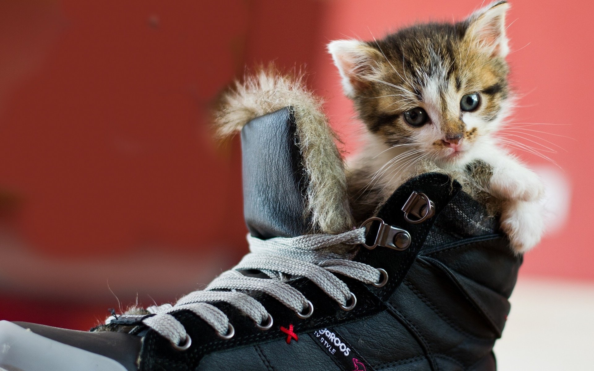 Adorable Cat in a Sneaker - HD Wallpaper