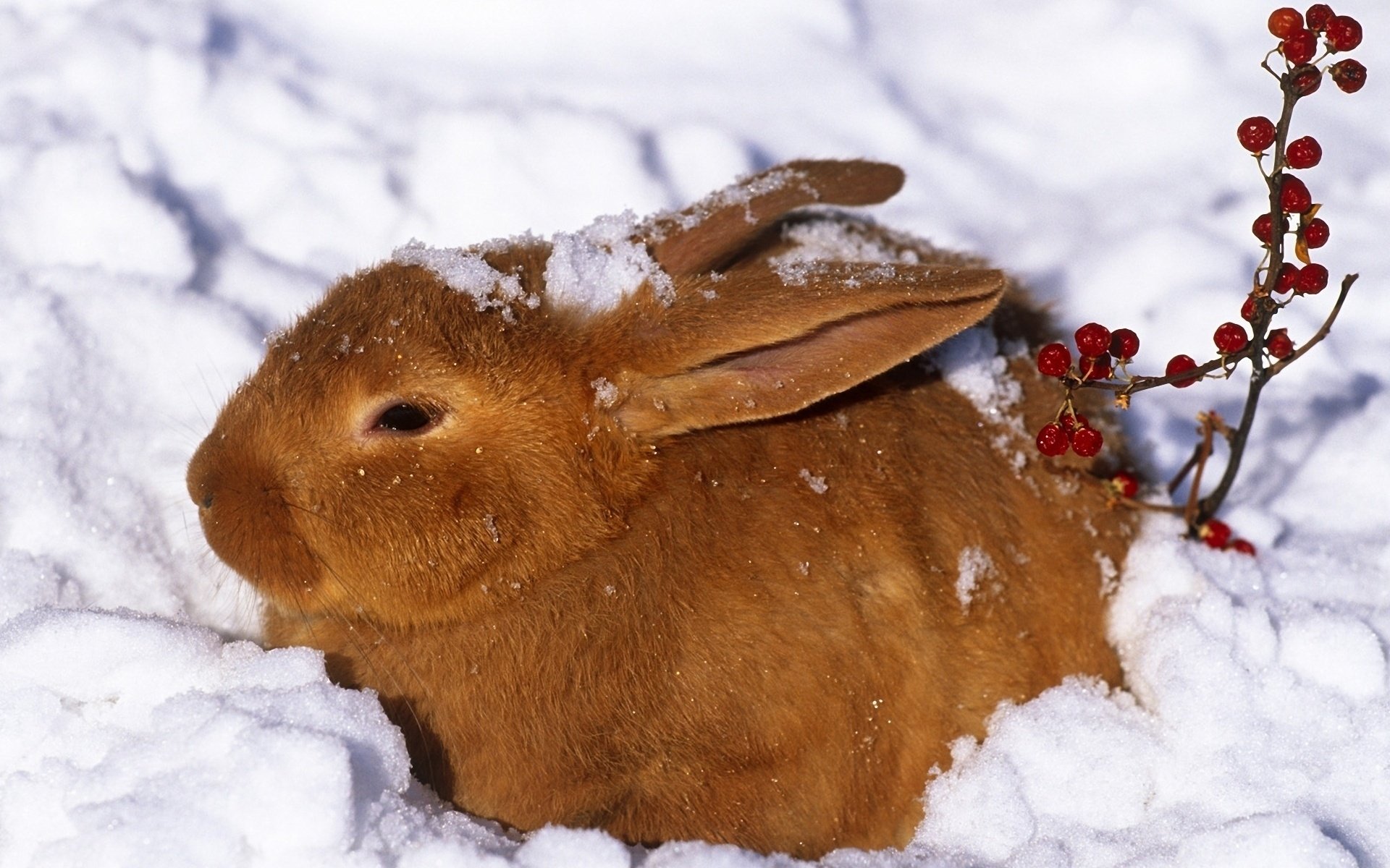 Snow-Kissed Hare: Stunning HD Wildlife Wallpaper | 1920x1200 ...