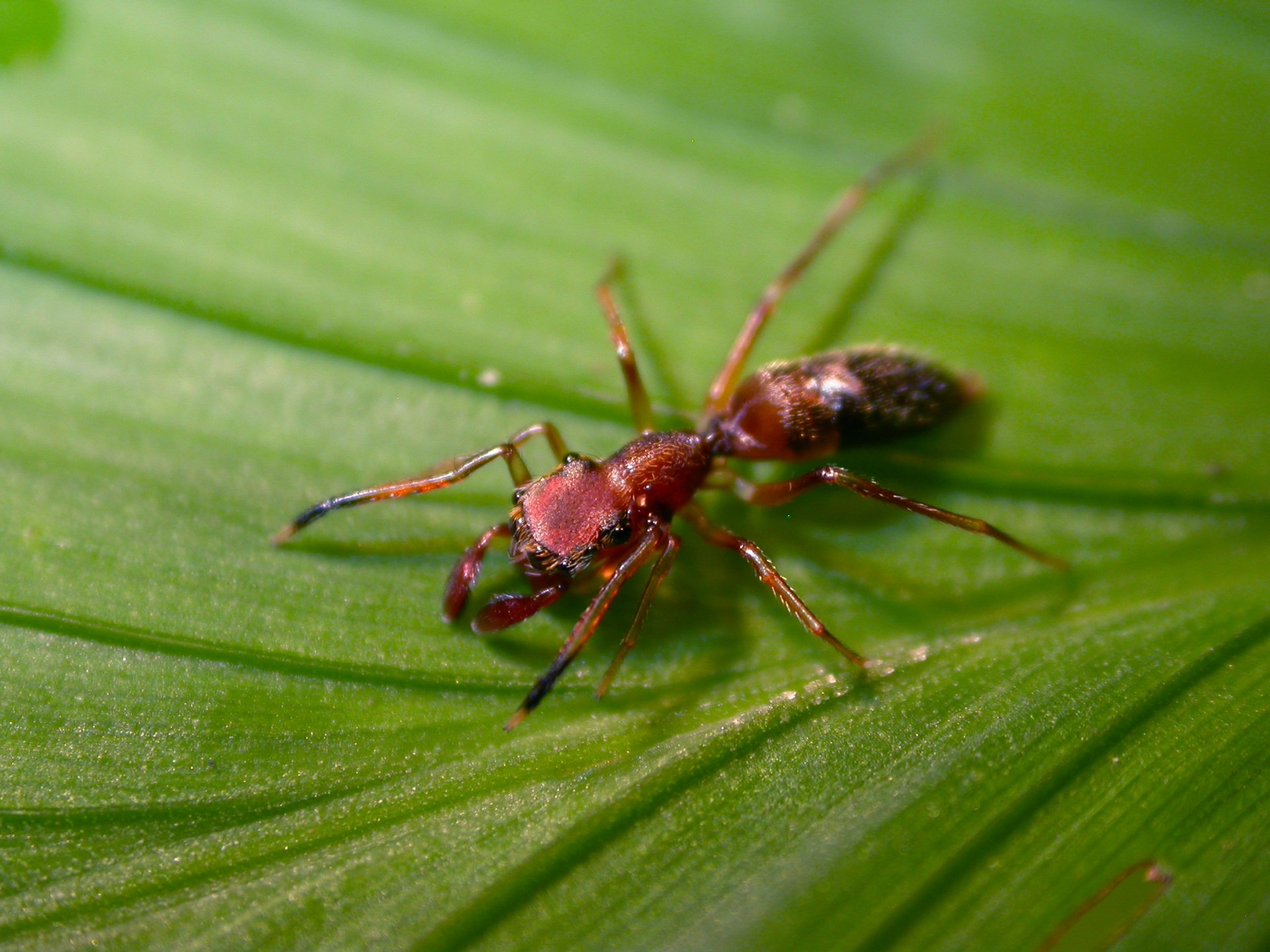 Download Animal Ant HD Wallpaper