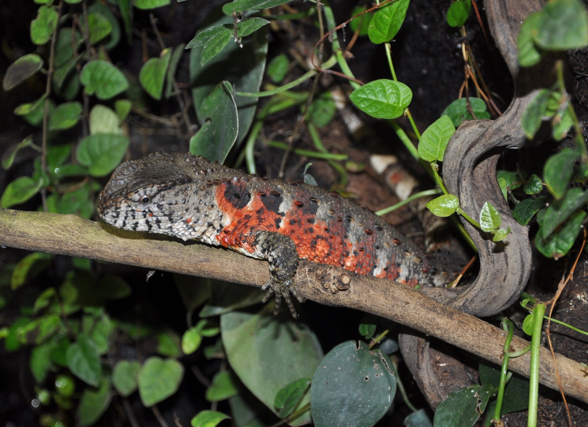 Animal Chinese Crocodile Lizard HD Wallpaper