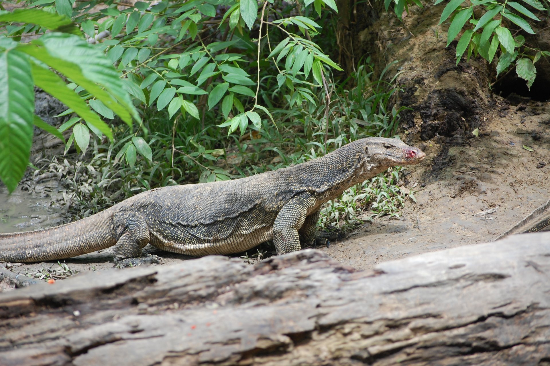 Download Animal Asian Water Monitor HD Wallpaper