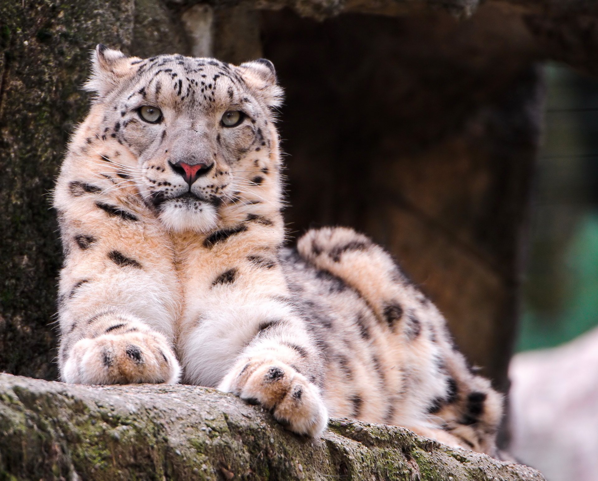 Majestic Snow Leopard HD Wallpaper