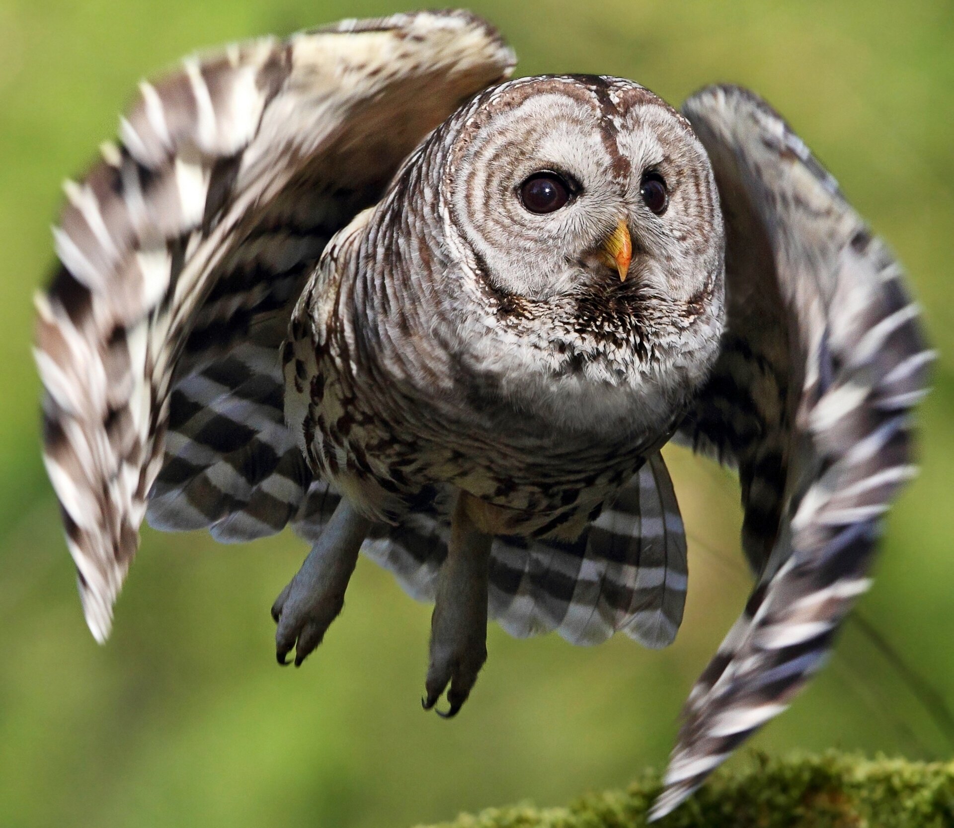 Owl Eyes Dual Monitor Wallpaper Mystic Owl Wallpapers | HD Wallpapers