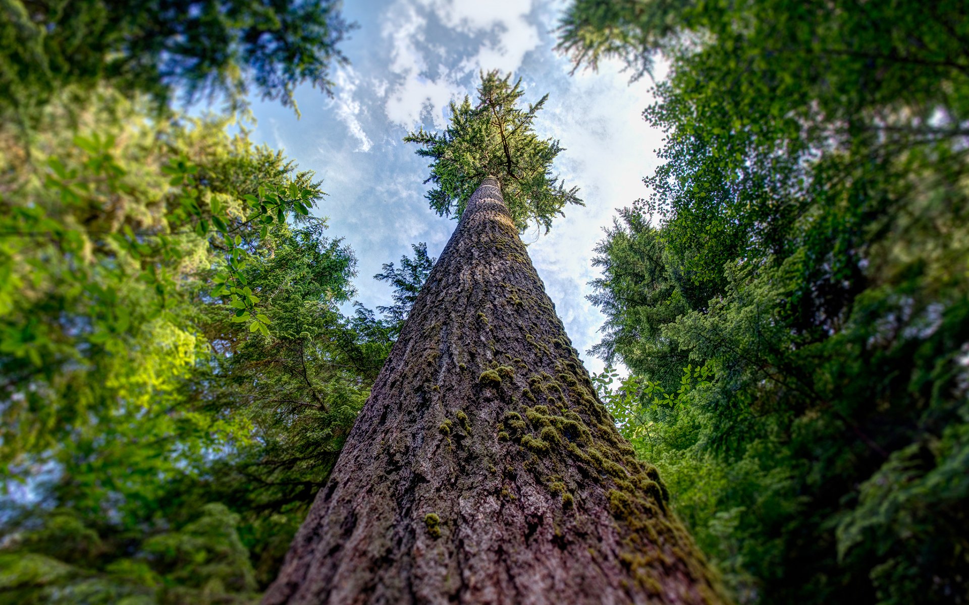 Download Nature Tree HD Wallpaper