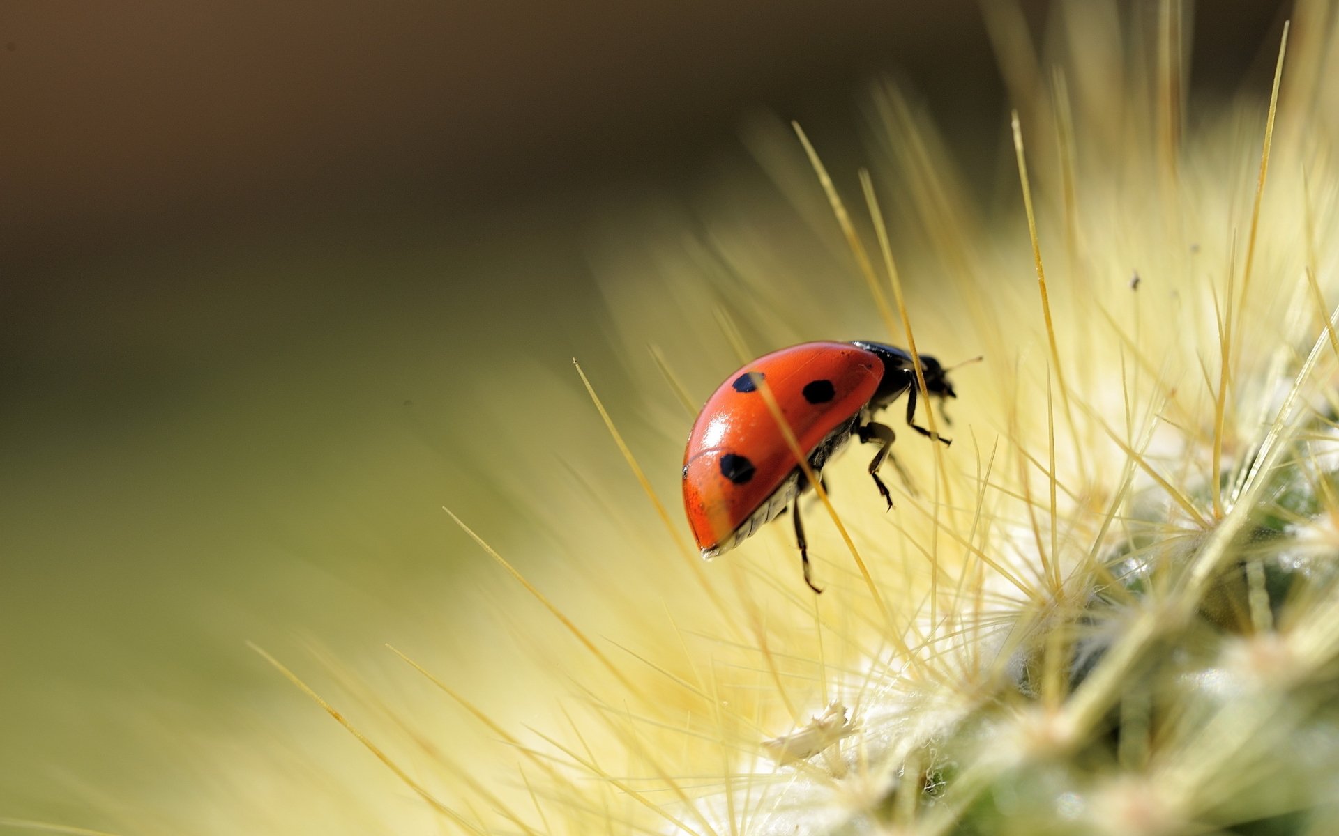 Download Animal Ladybug HD Wallpaper