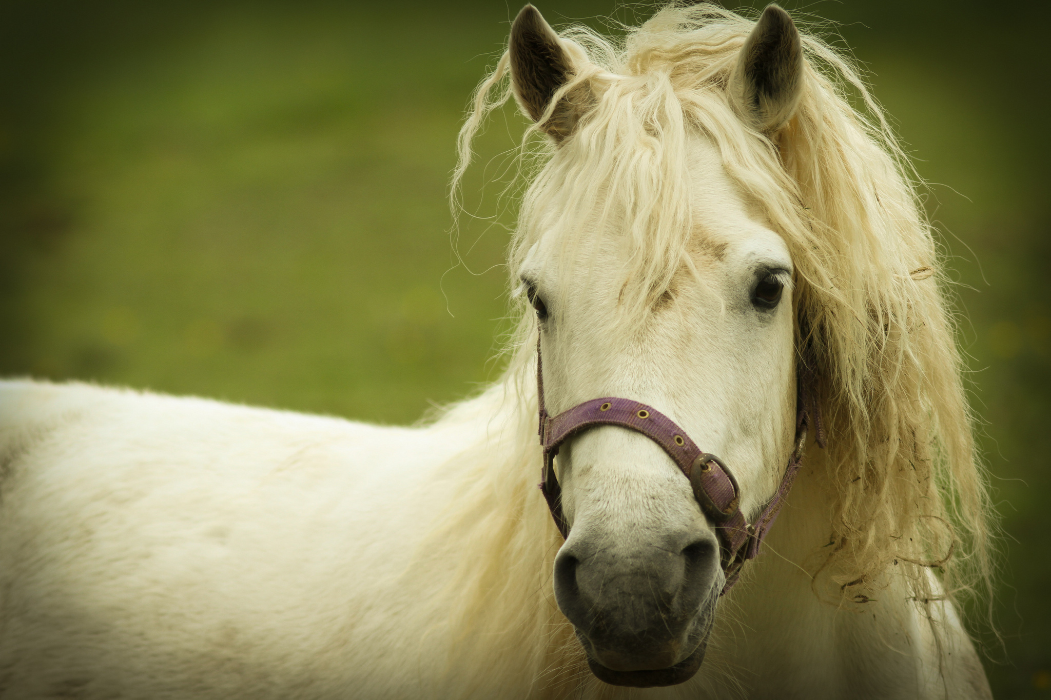 Download Animal Horse HD Wallpaper