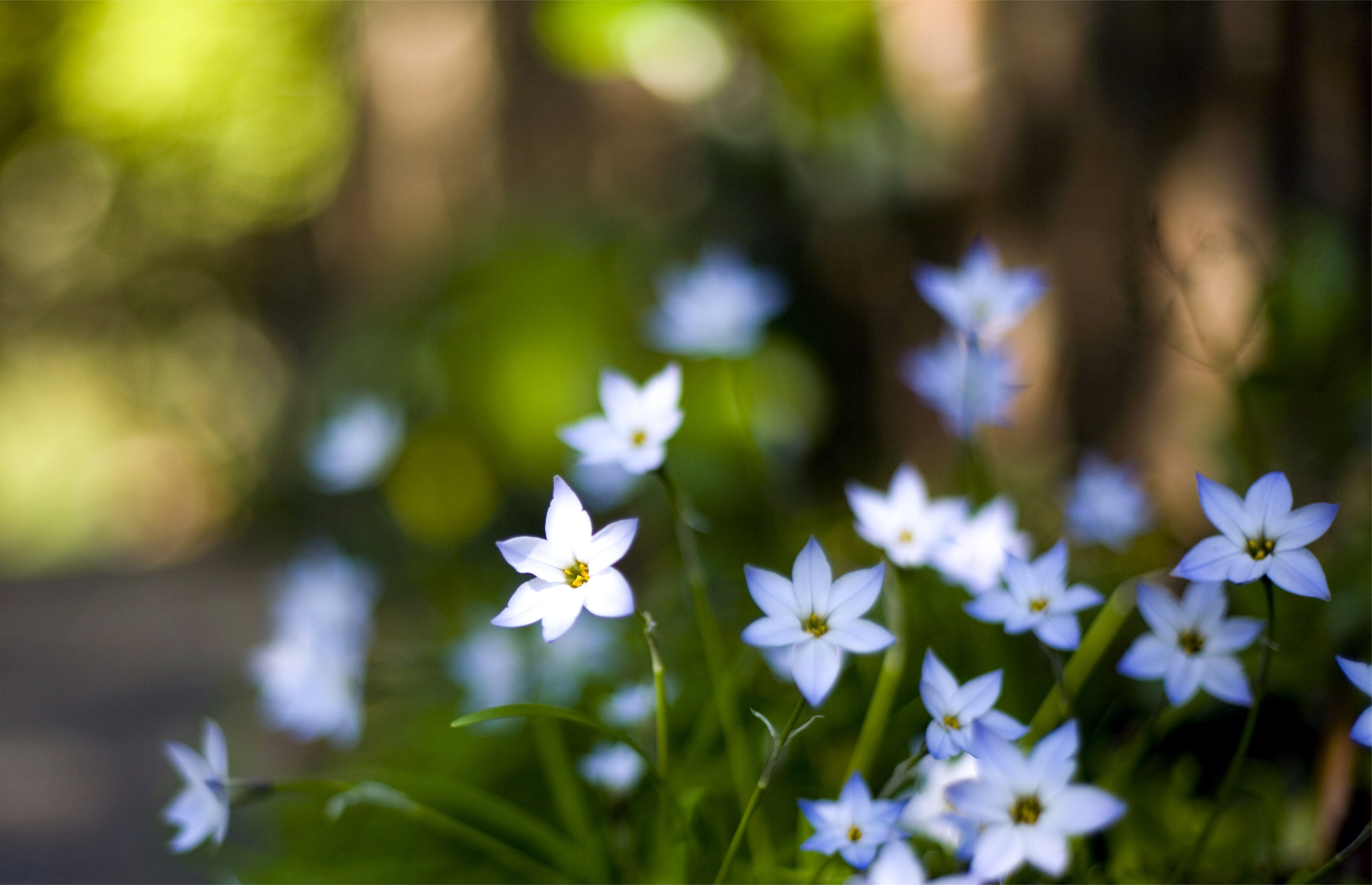 Download Nature Flower HD Wallpaper