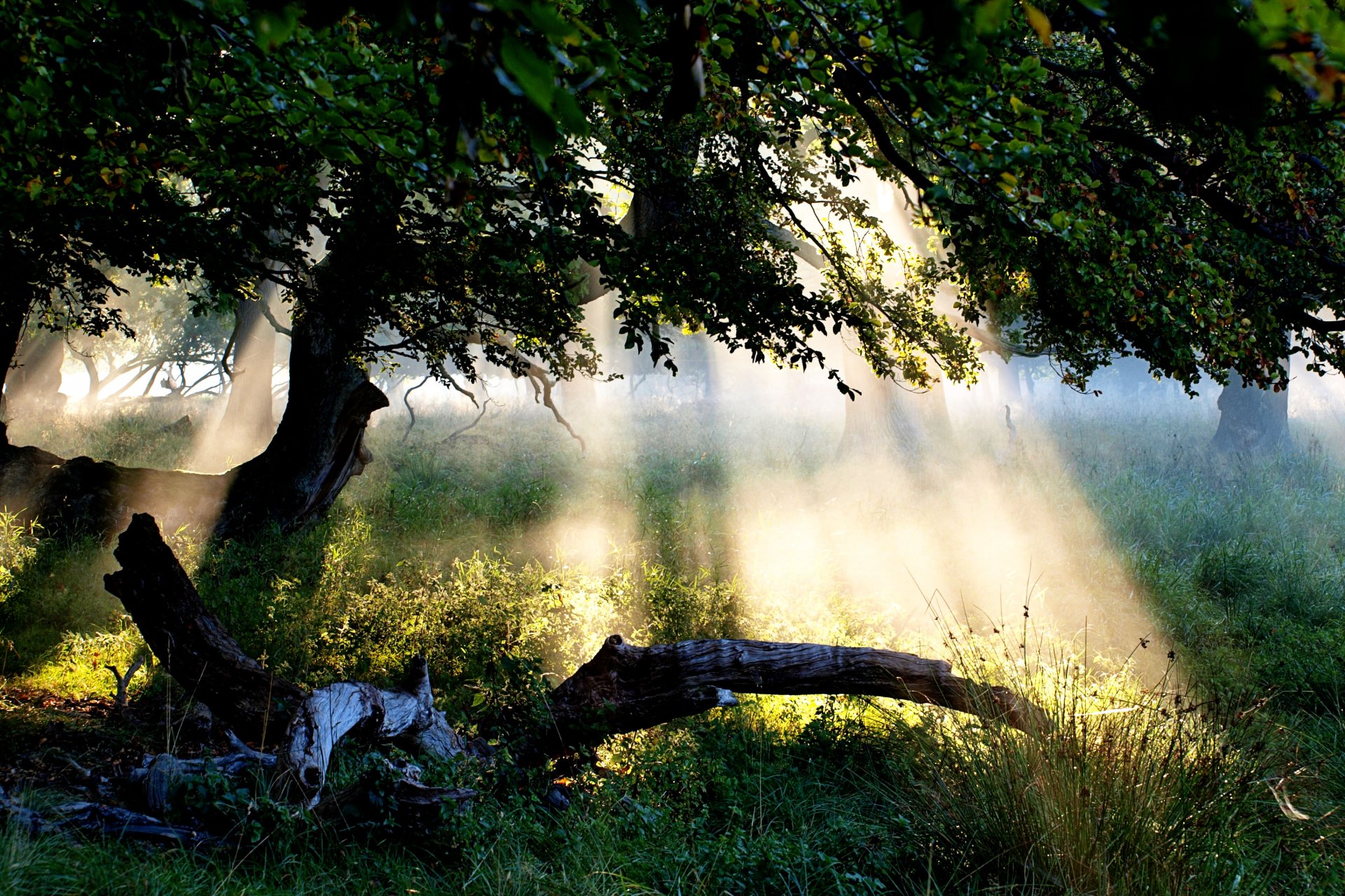Sunbeam Serenity: A Nature-Inspired HD Wallpaper