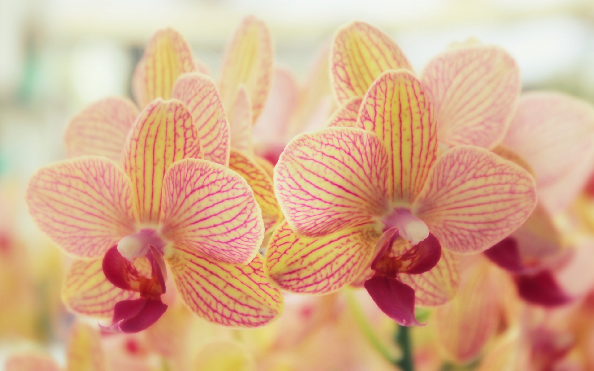 Exquisite Orchid Bloom: HD Nature’s Delicate Masterpiece