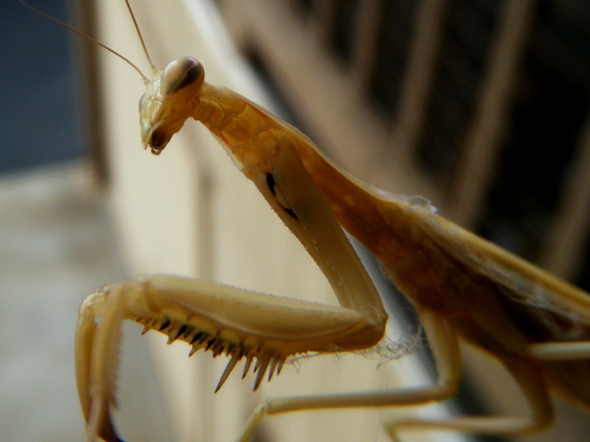 Praying Mantis HD Wallpaper