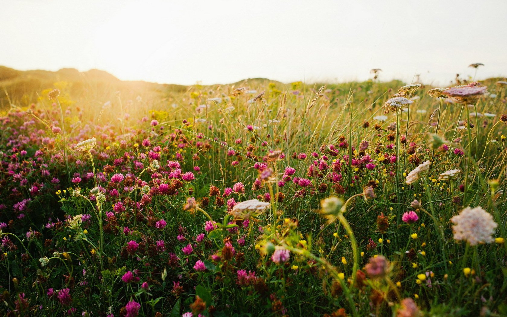 Beautiful Wildflower Meadow Wallpaper