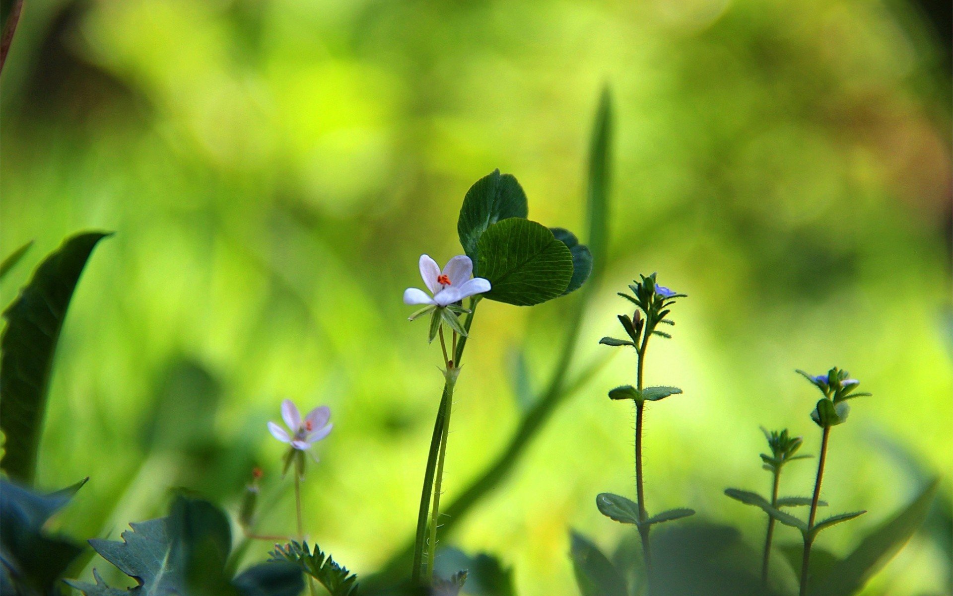 Serene Nature: HD Wallpaper of Delicate Plants