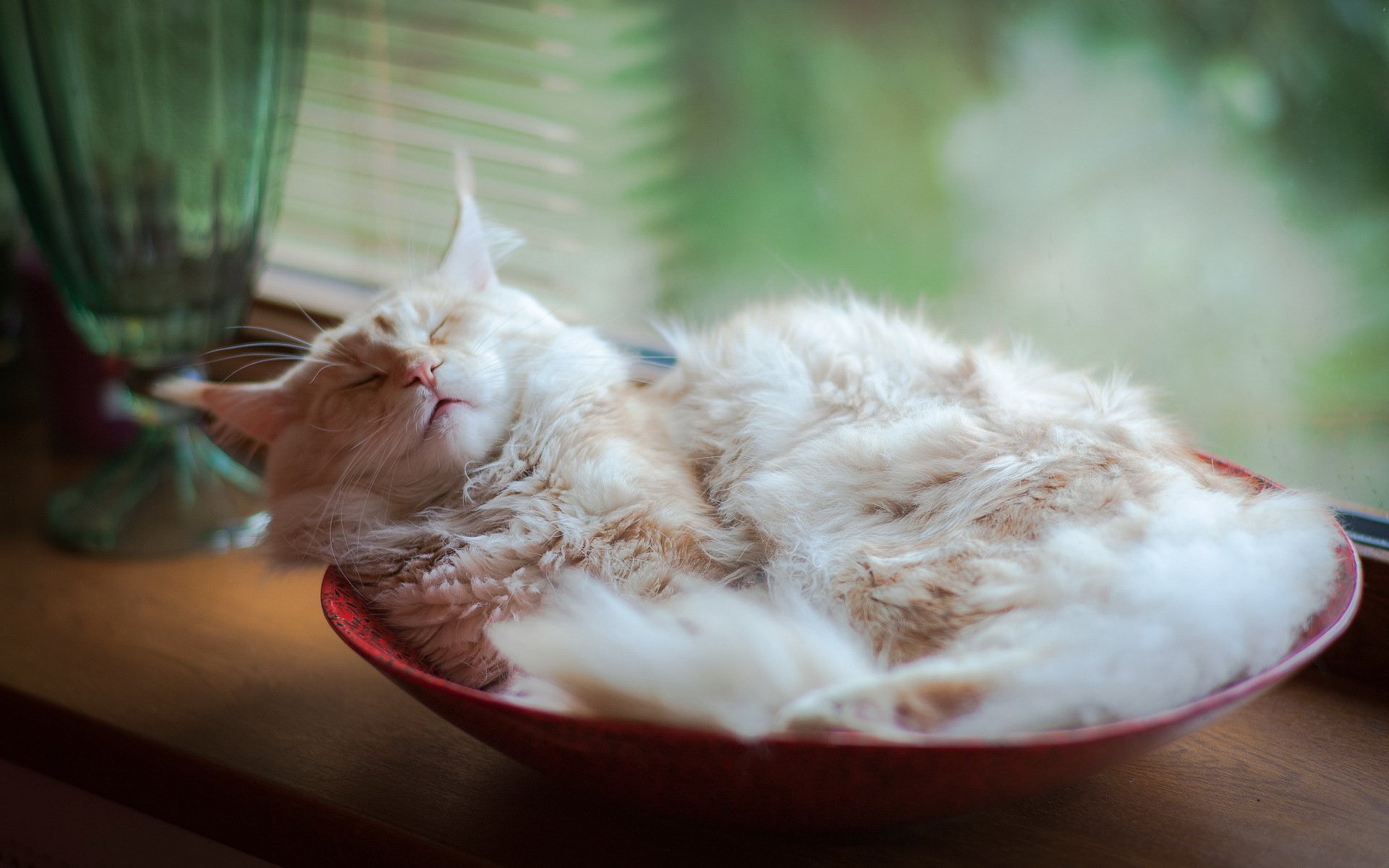 Cozy Cat Bliss - HD Wallpaper