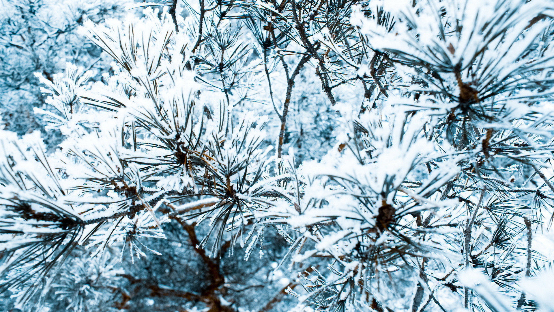 Pine Tree HD Wallpaper