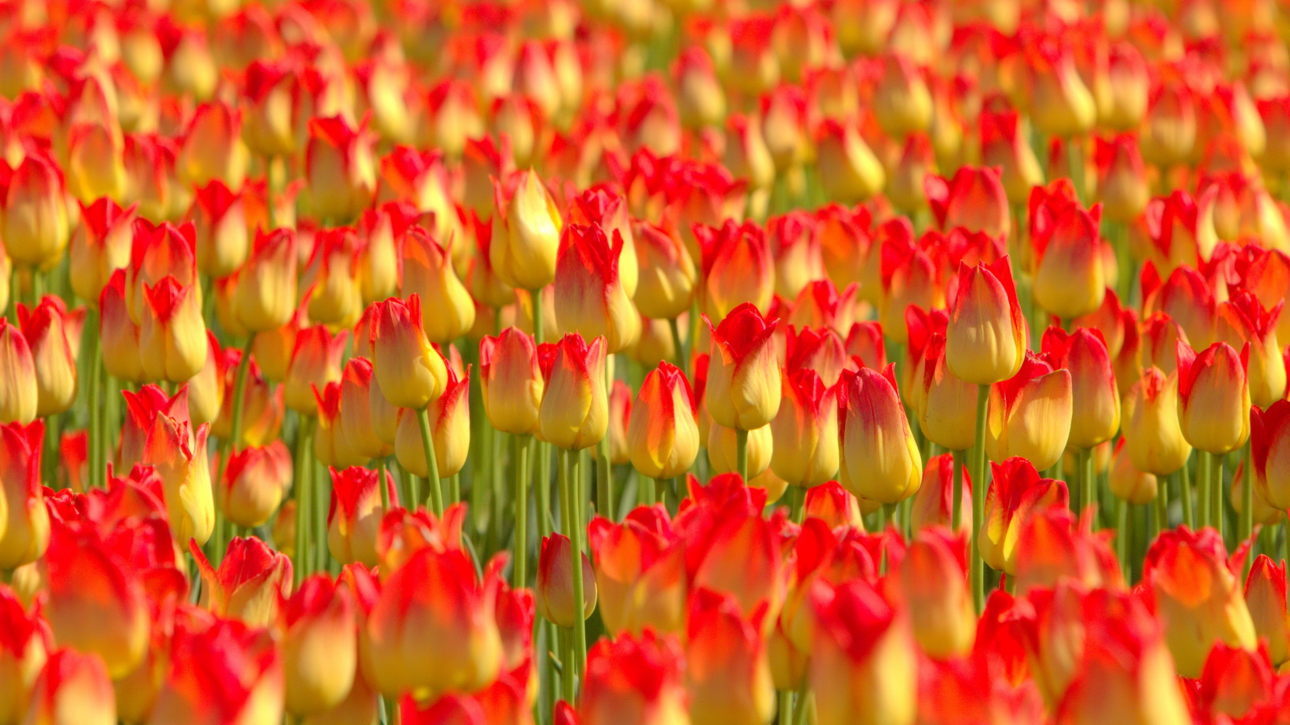 Vibrant Tulip Fields: HD Nature Wallpaper