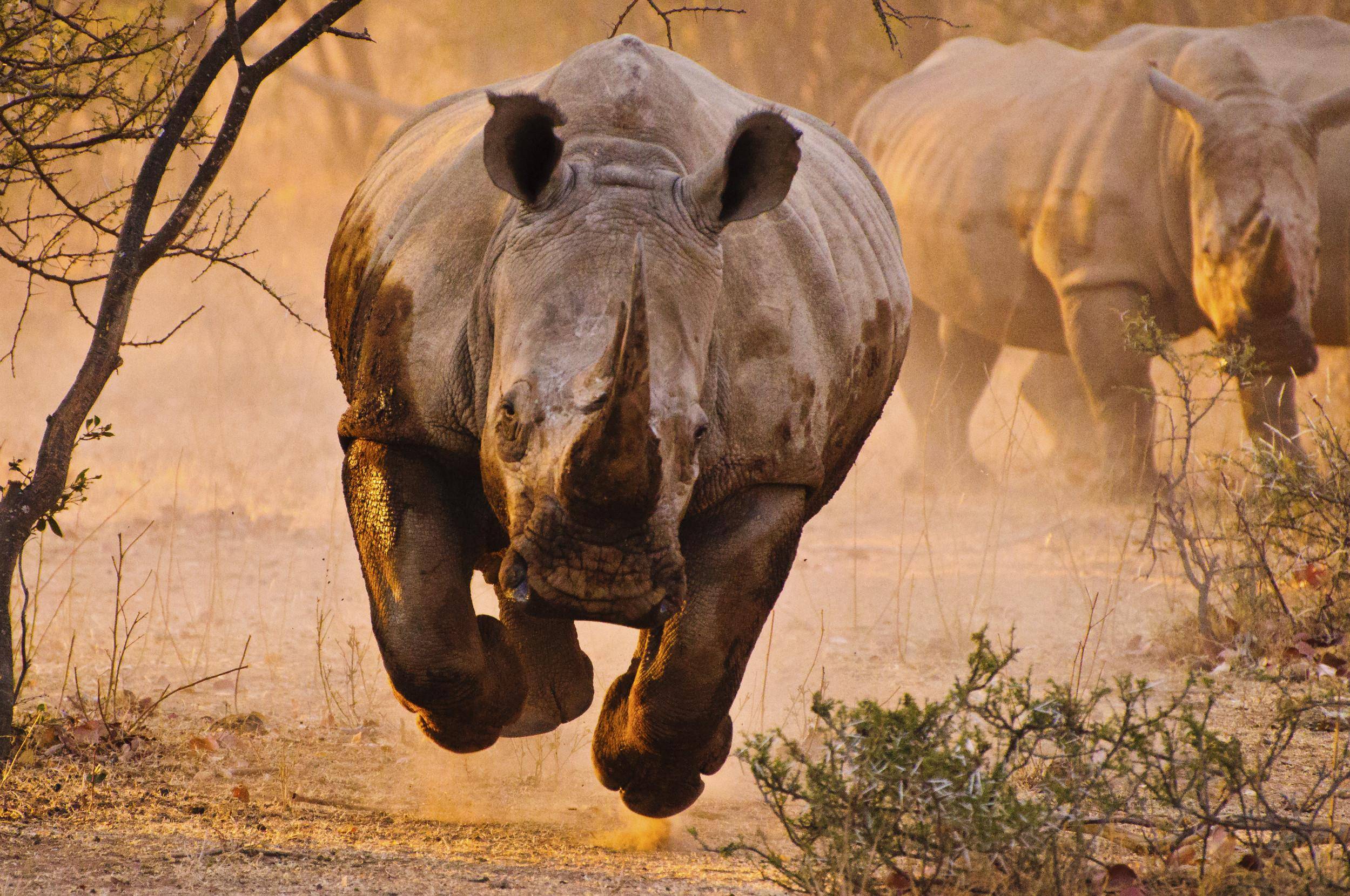 110 Rhino HD Wallpapers Background Images Wallpaper Abyss