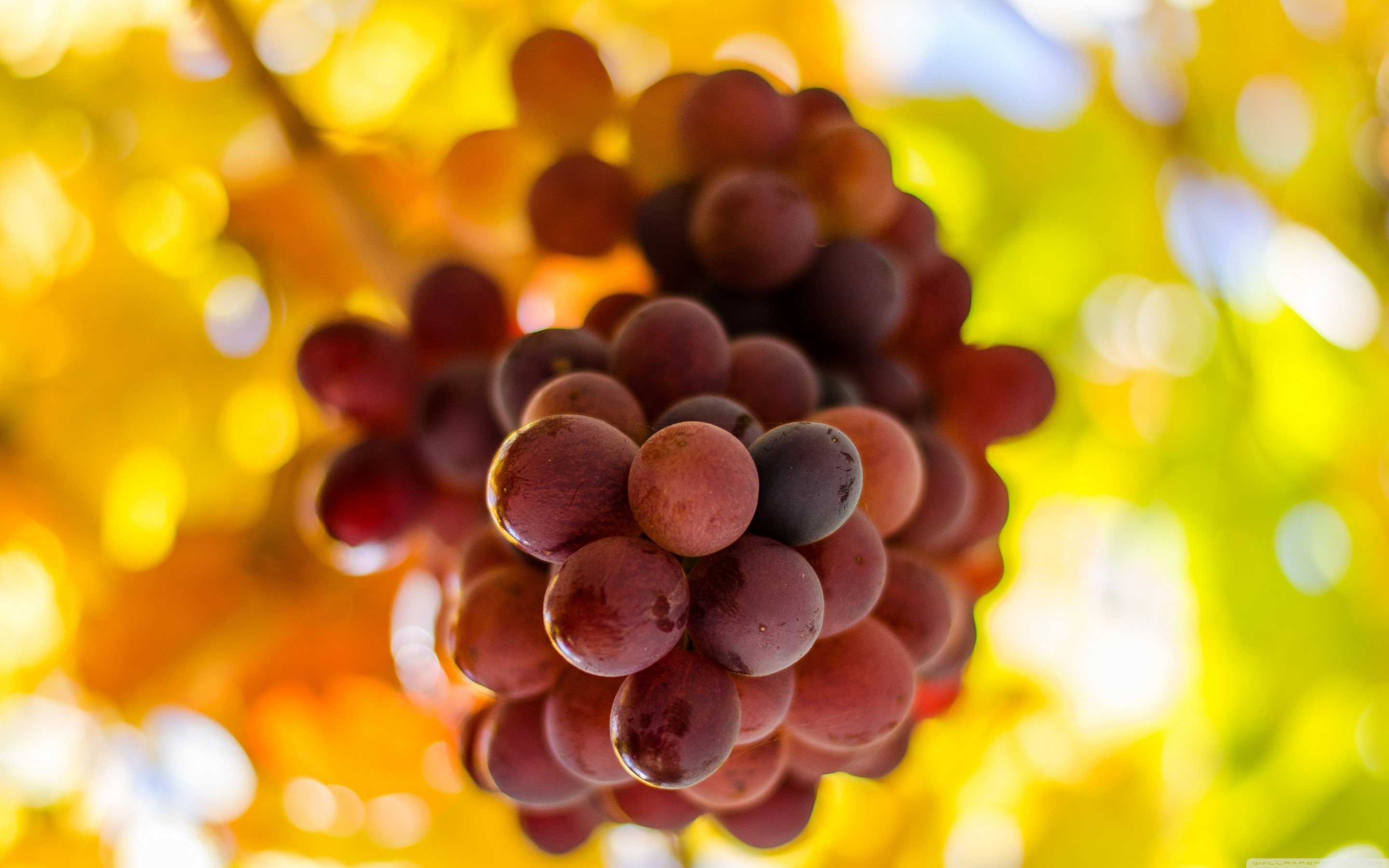 Download Food Grapes HD Wallpaper