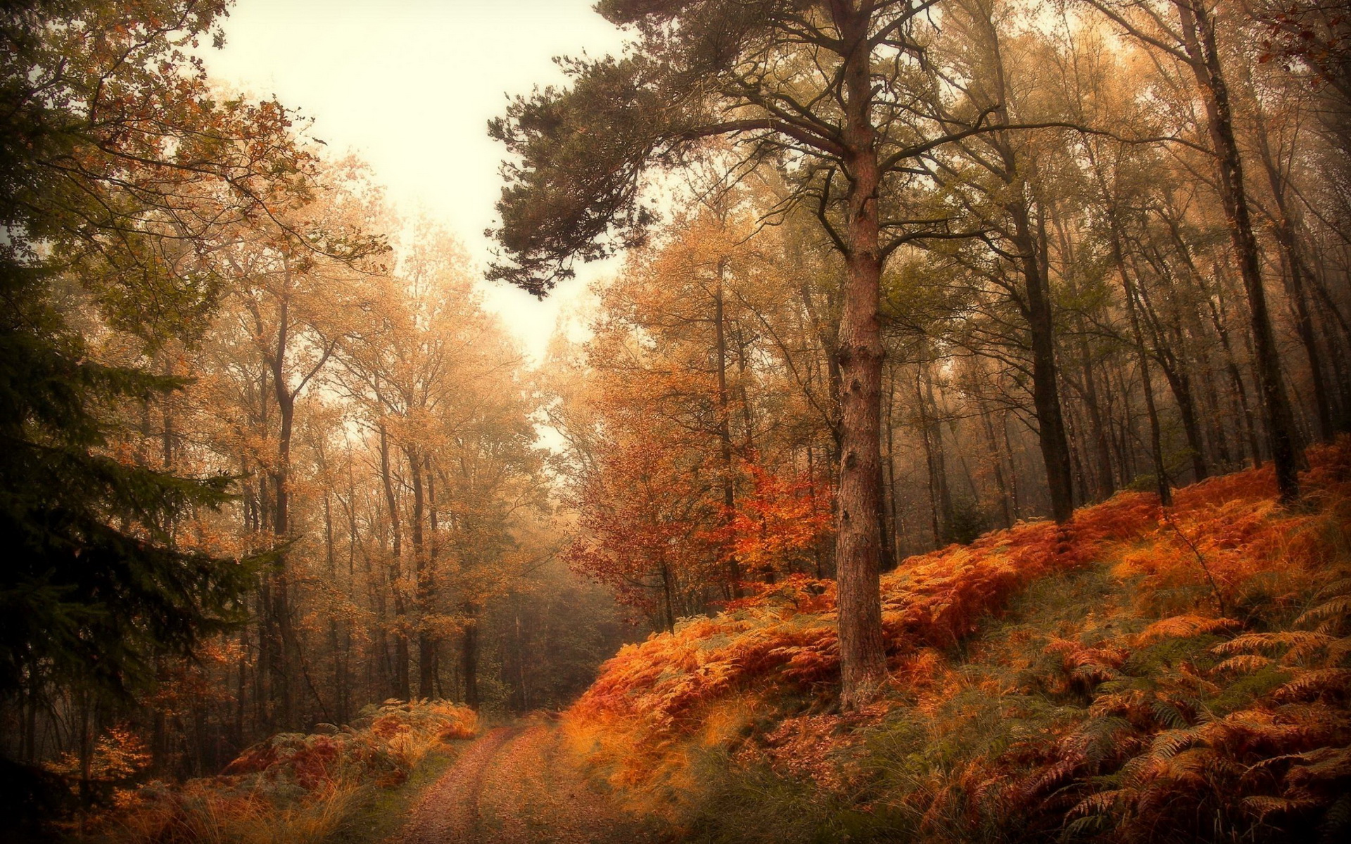 Download Nature Forest HD Wallpaper