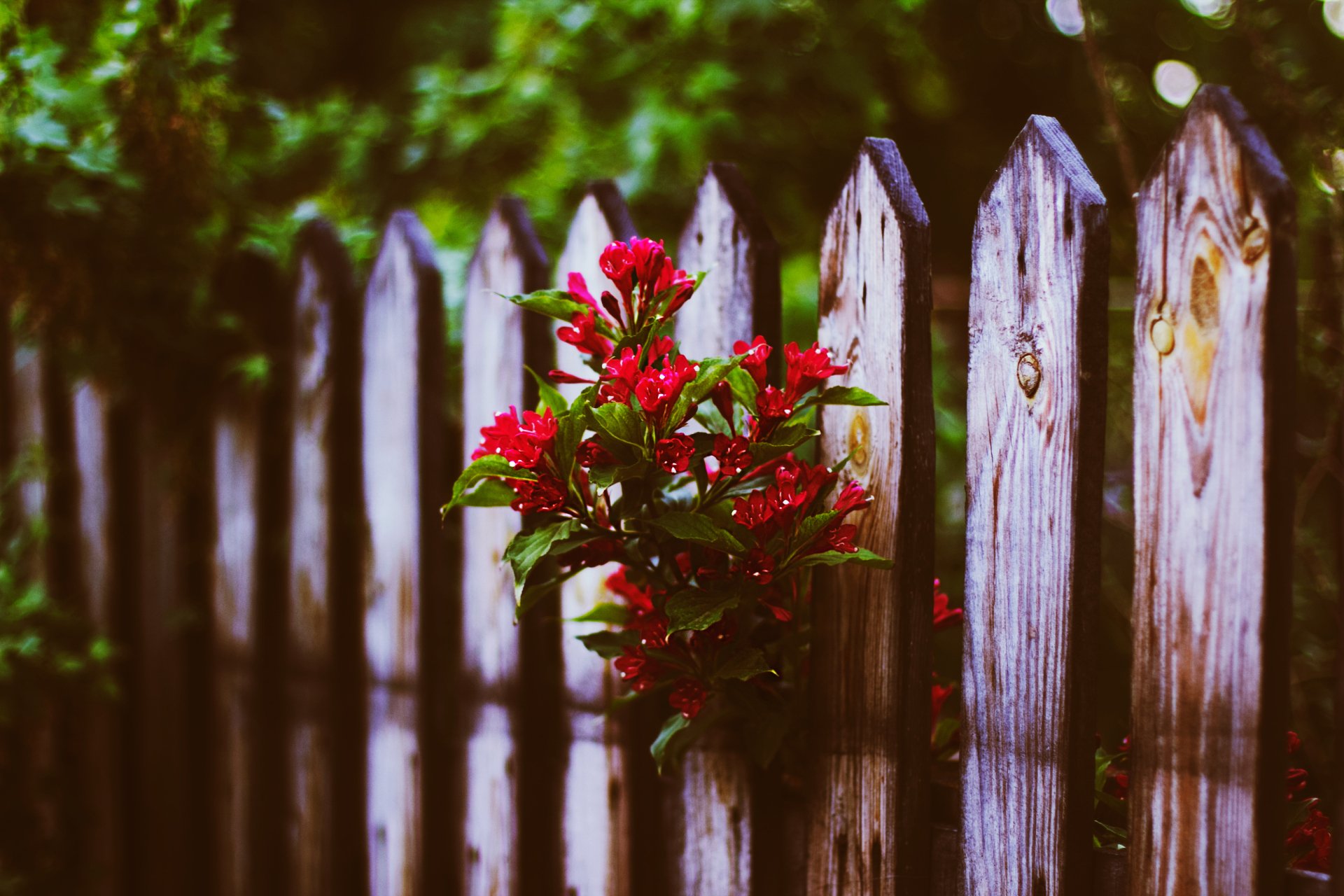 Rustic Charm: Vibrant Blooms Against a Classic Wooden Fence – HD Wallpaper