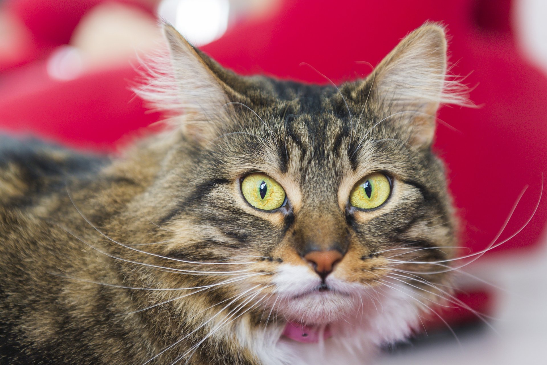 Animal Cat HD Wallpaper