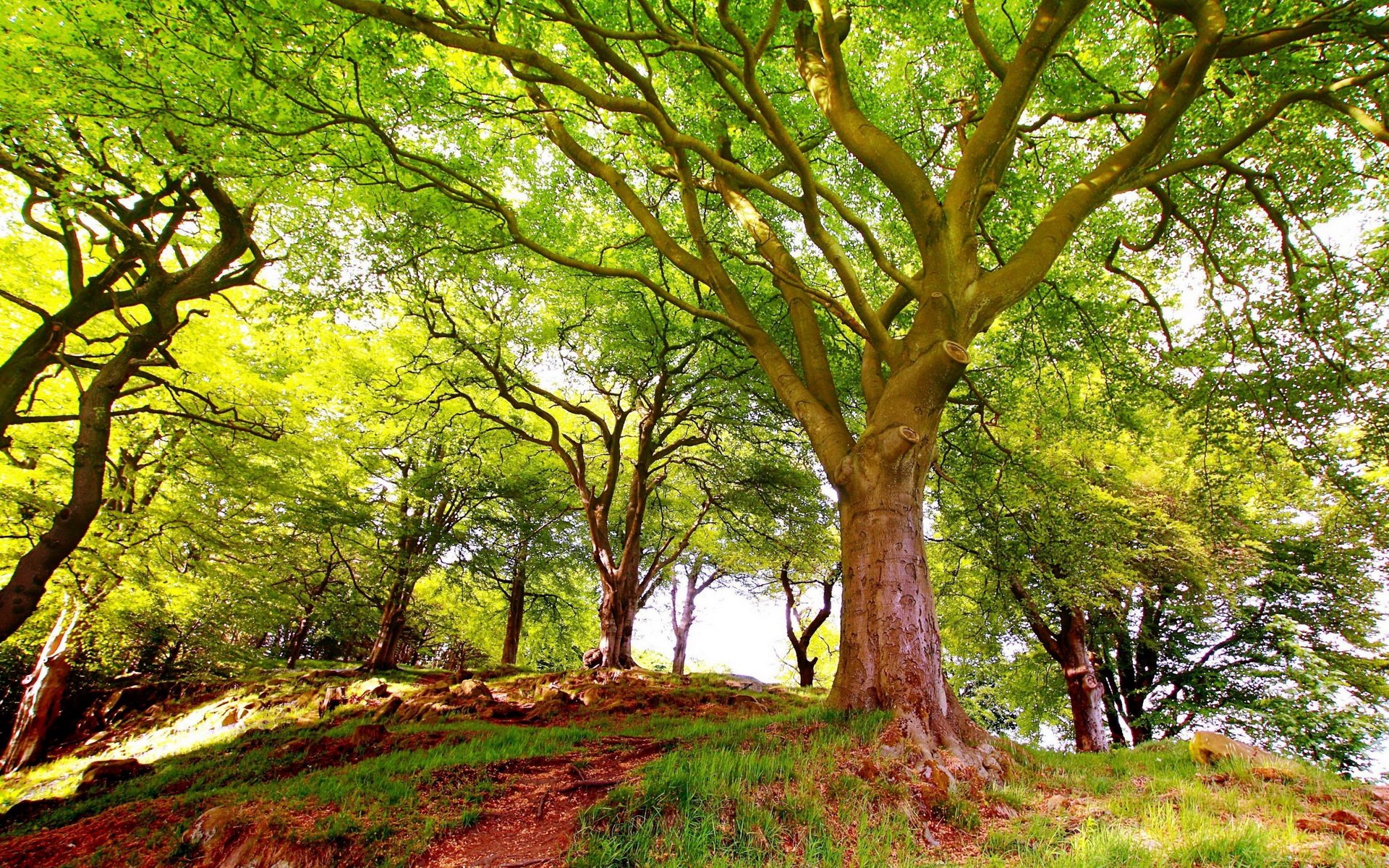 Arbre Fond d'écran HD | Arrière-Plan | 1920x1200 | ID:422240 ...