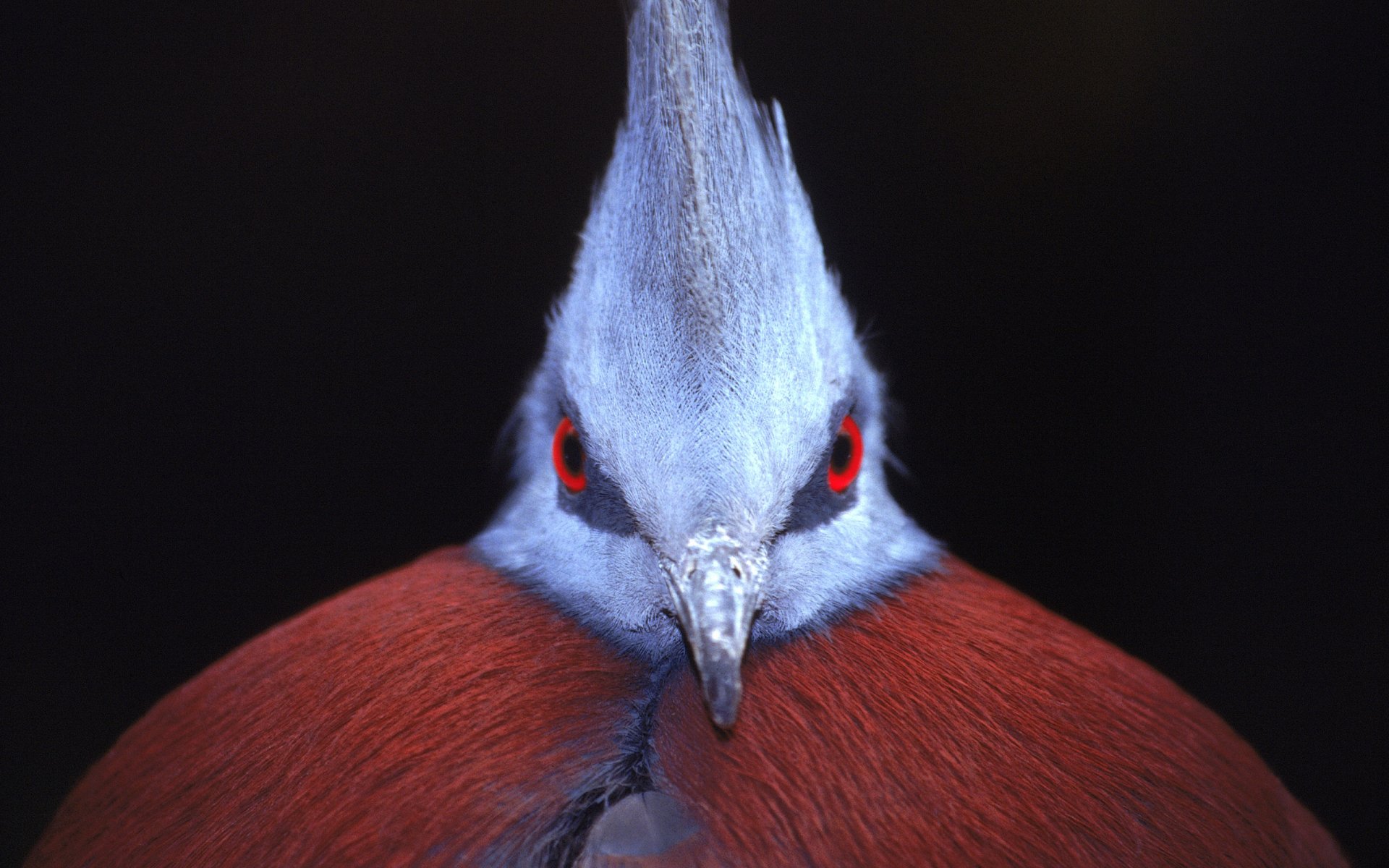 Download Animal Victoria Crowned Pigeon HD Wallpaper