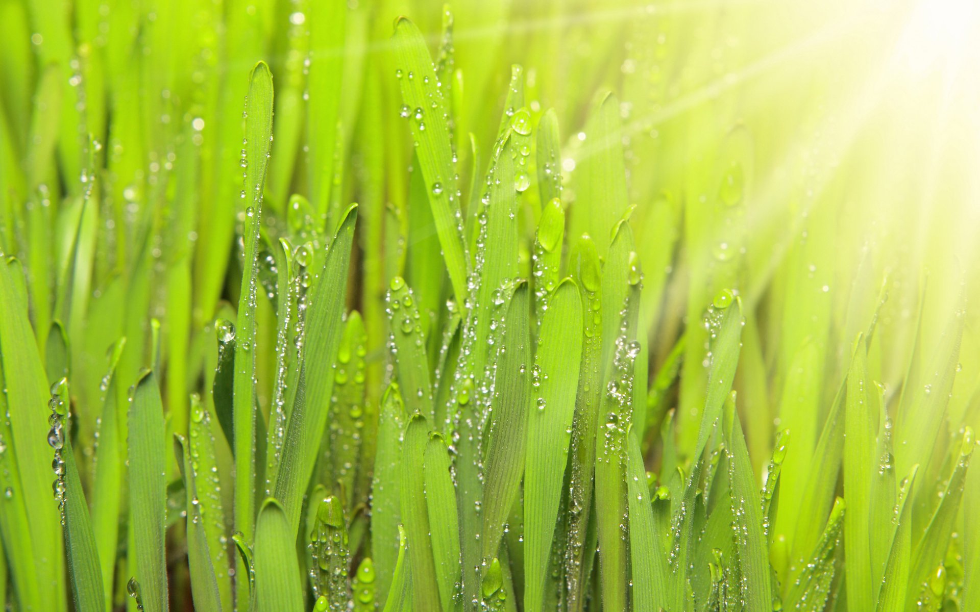 Download Nature Grass HD Wallpaper