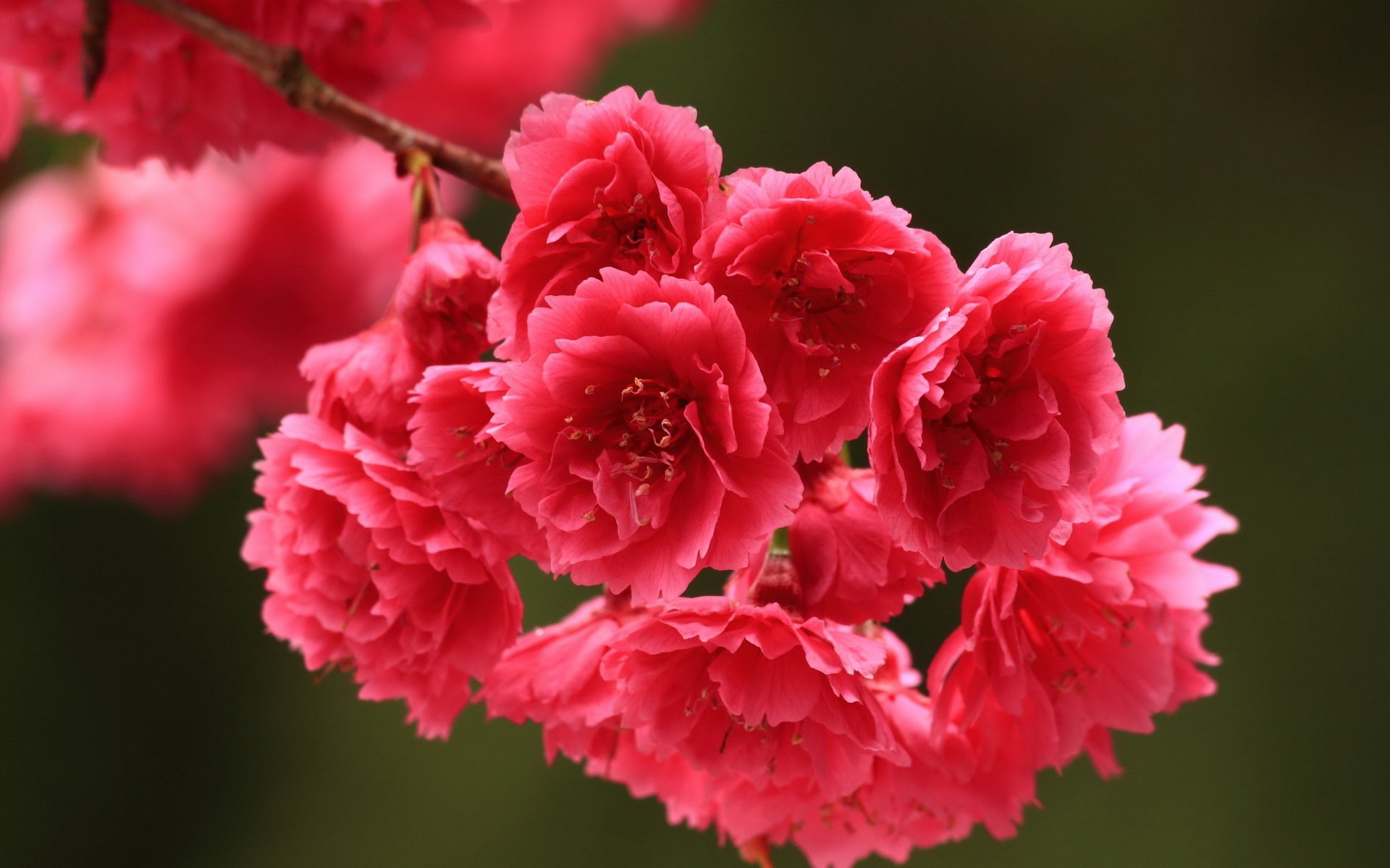 Vibrant Blossoms: Nature's HD Flower Elegance | 1920x1200 | Wallpaper Abyss