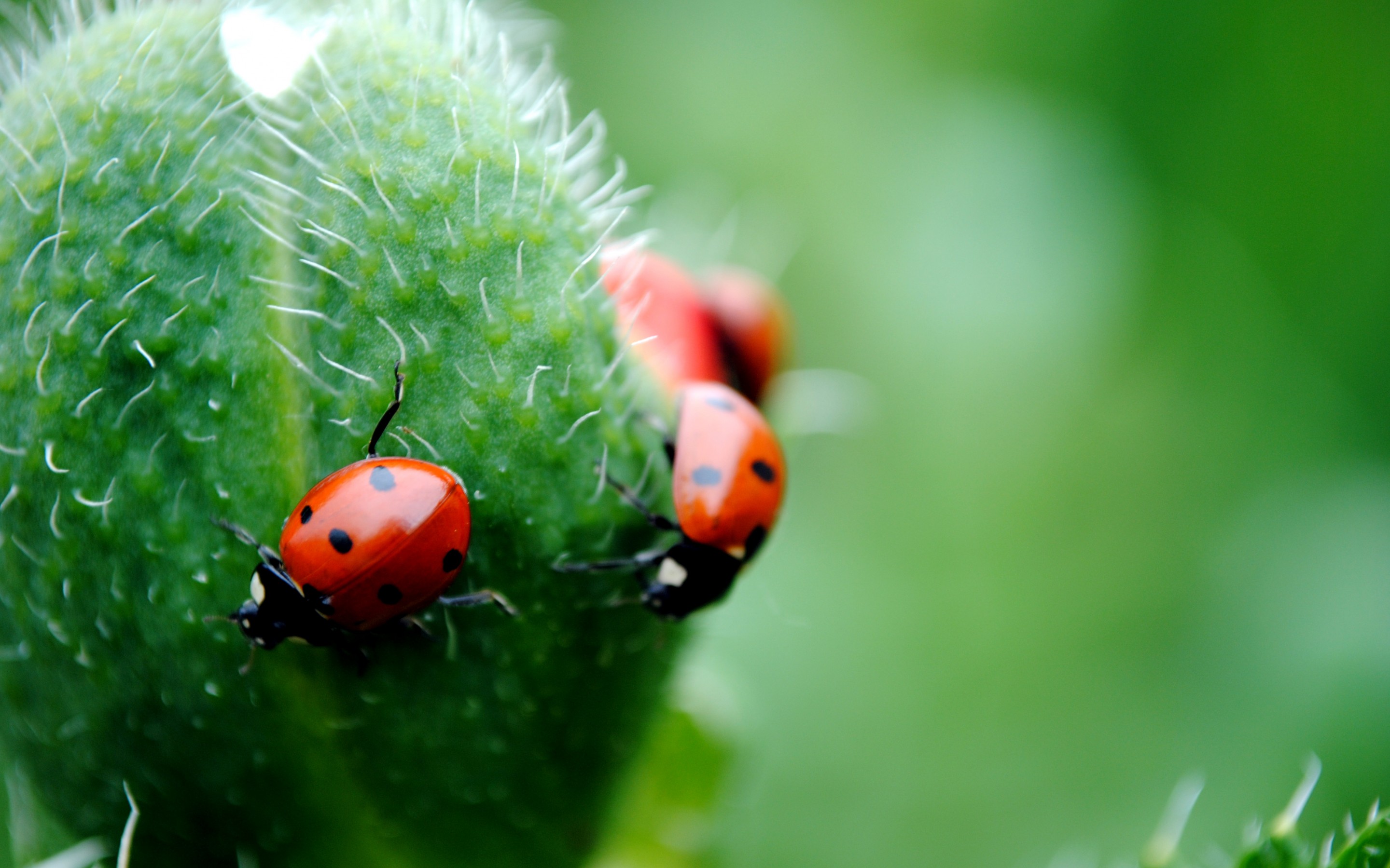 Download Animal Ladybug HD Wallpaper