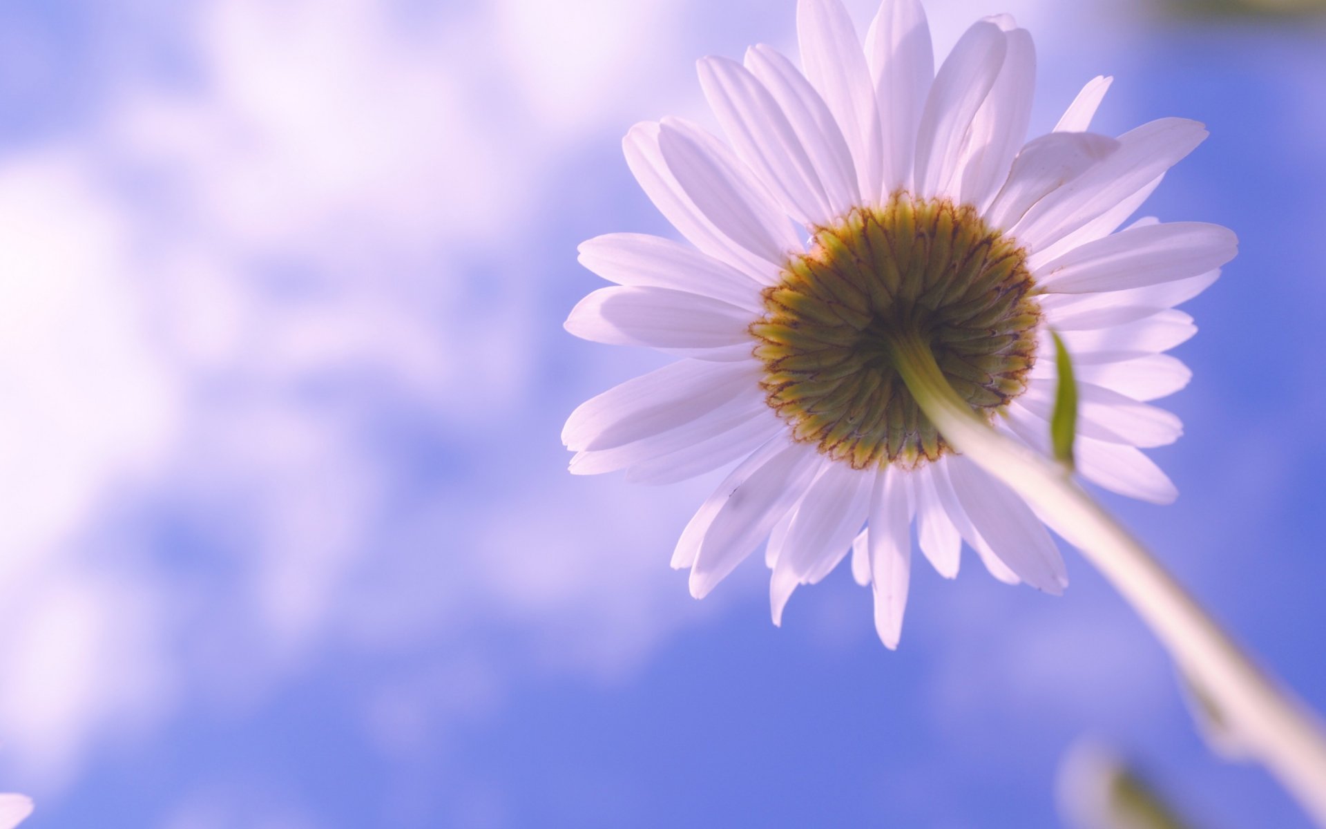 Download Nature Daisy HD Wallpaper | 2880x1800 | Wallpaper Abyss