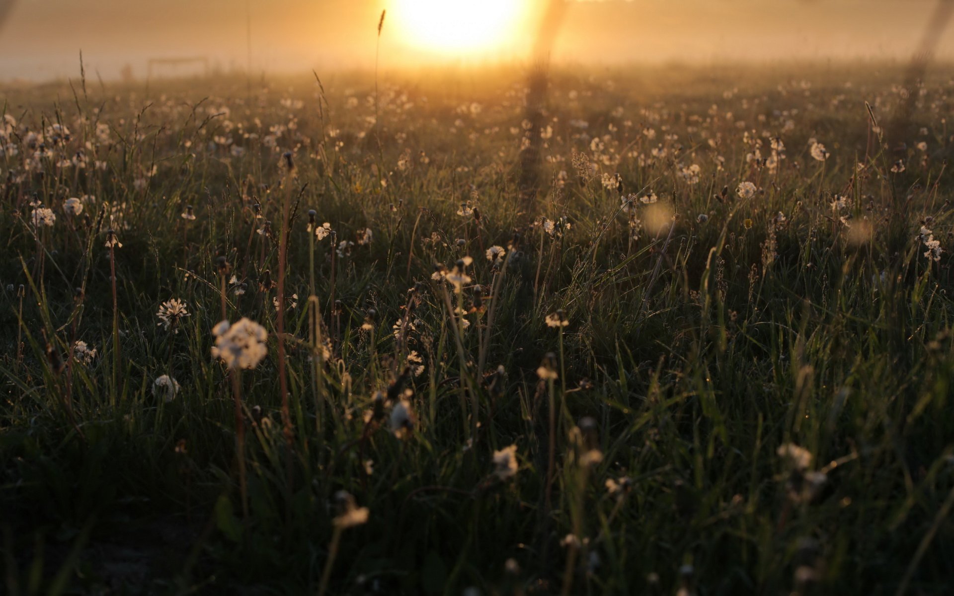 HD Sunrise Serenity: Nature’s Morning Glow