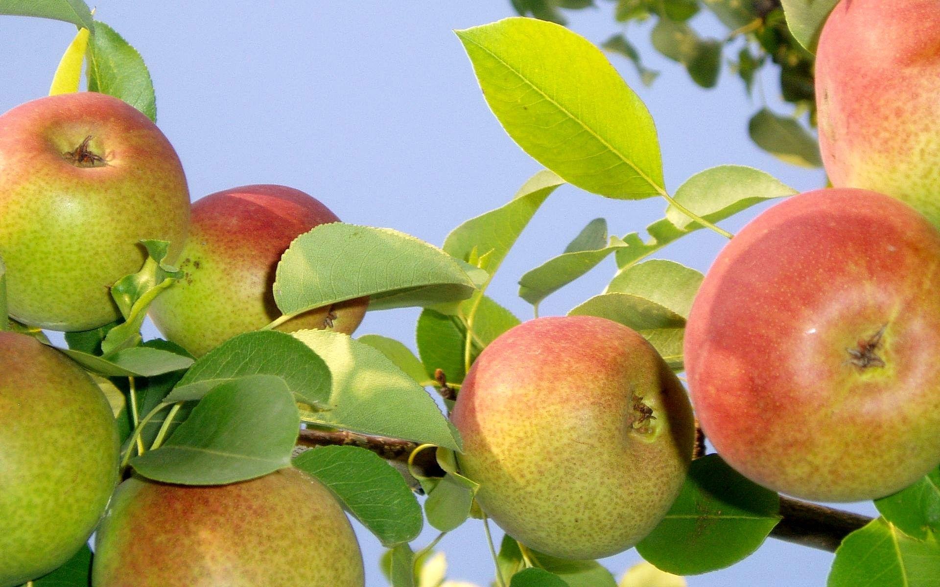 Vibrant Apple Harvest: HD Food Wallpaper