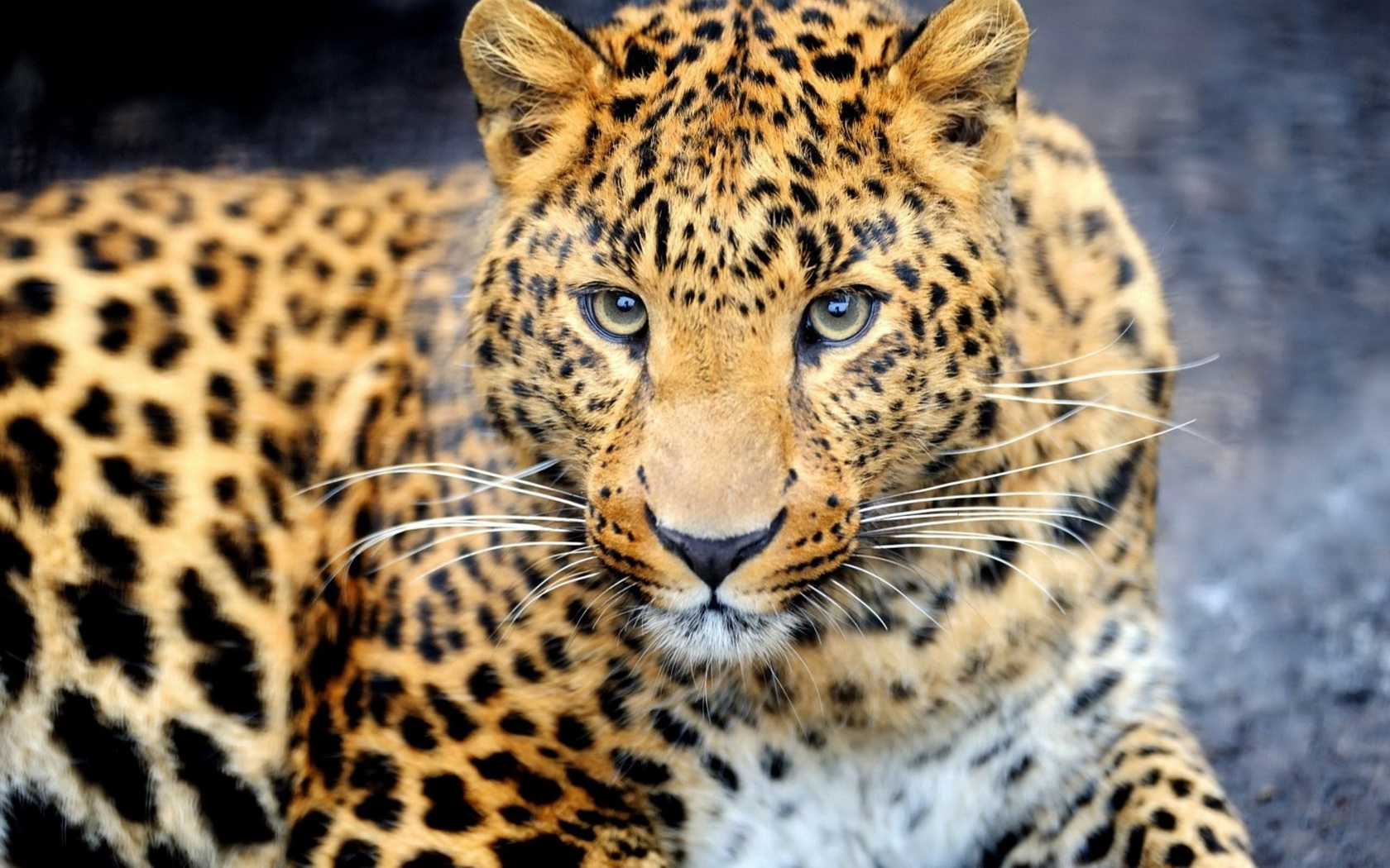 Download Animal Leopard Wallpaper