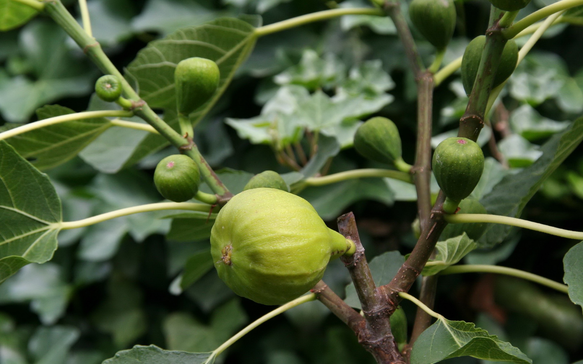 Fig Tree Wallpaper