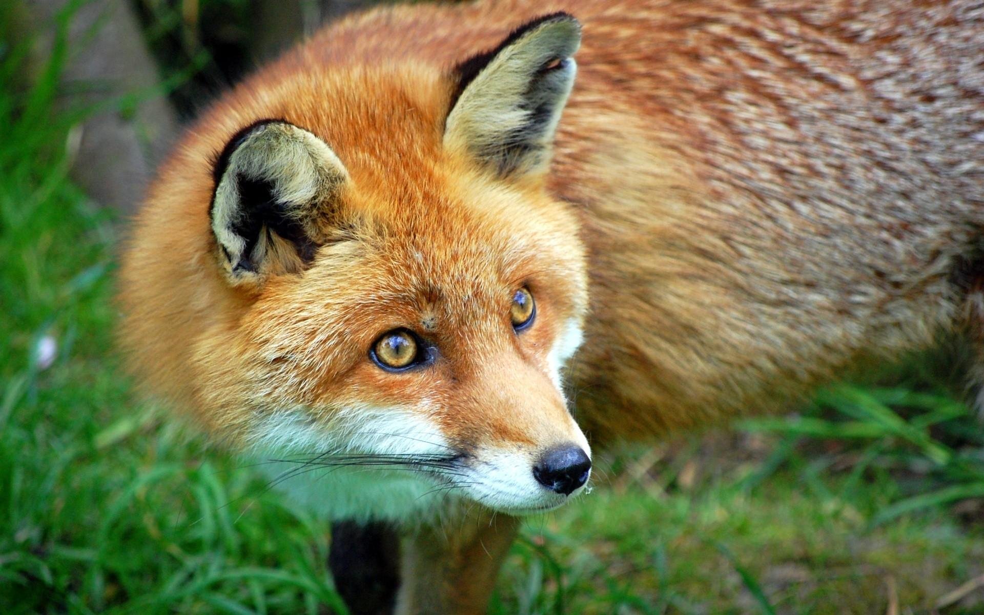 Stunning HD Fox Wallpaper: The Artful Animal in Nature