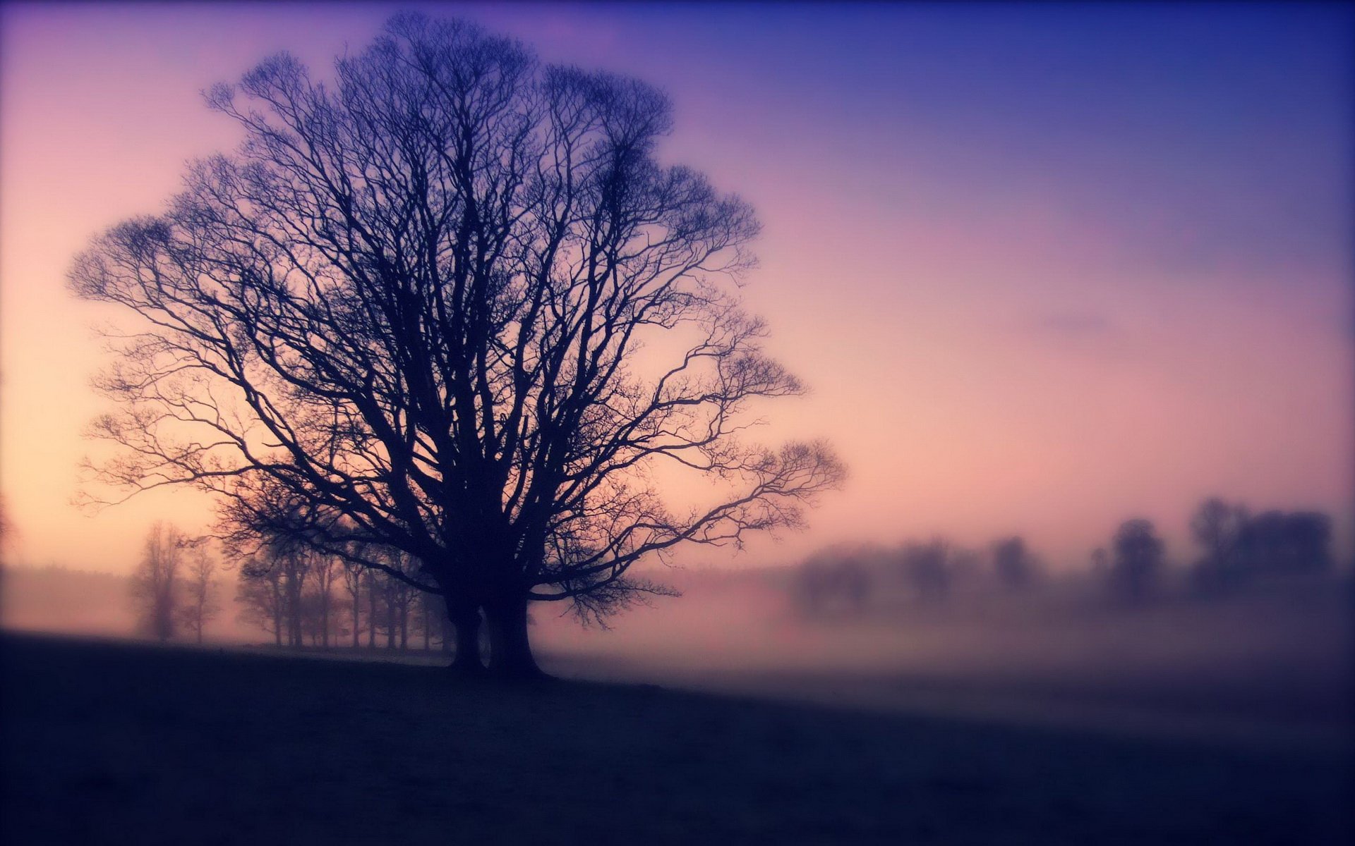 Download Nature Fog HD Wallpaper