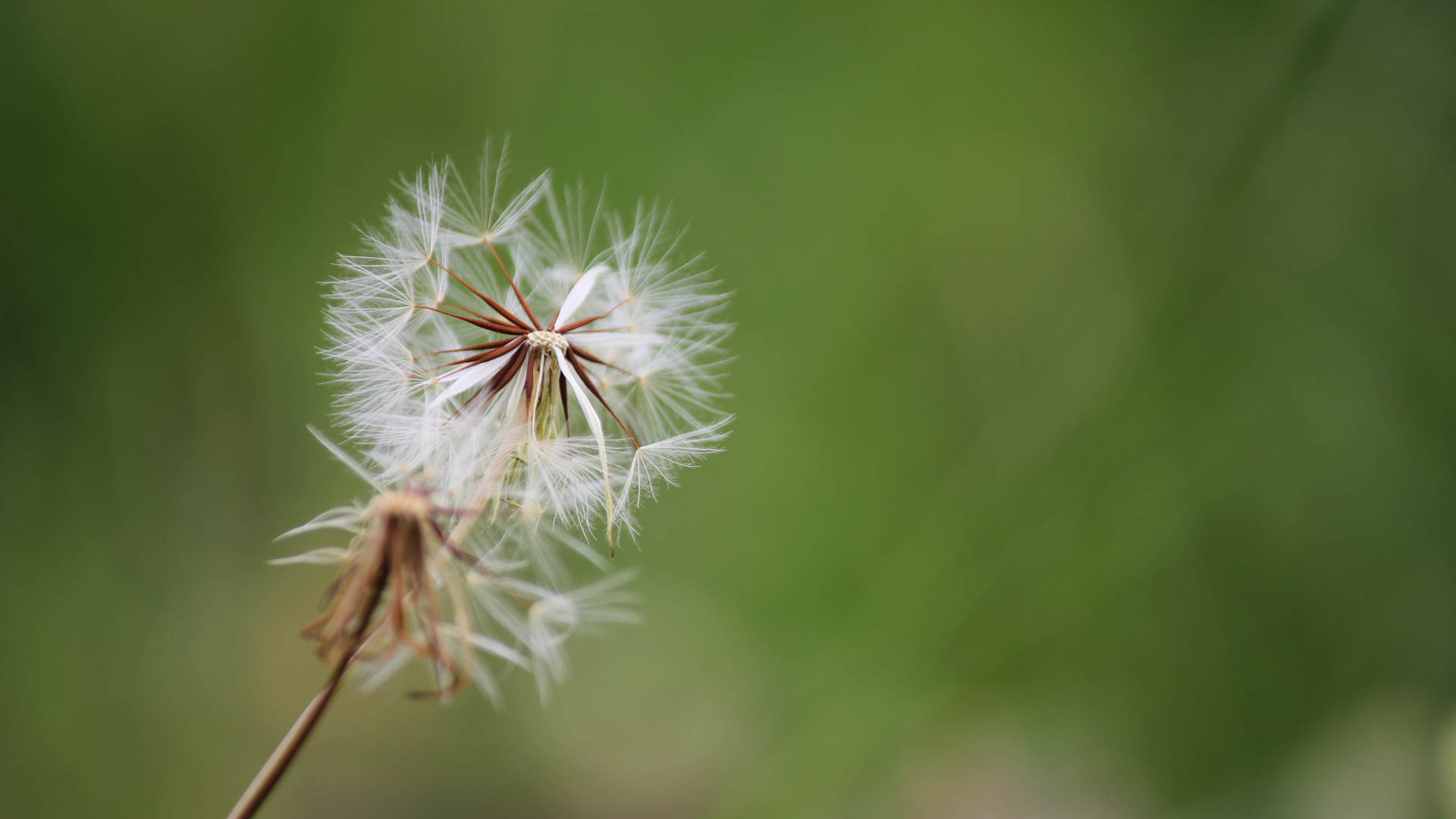 Background Dandelions Category